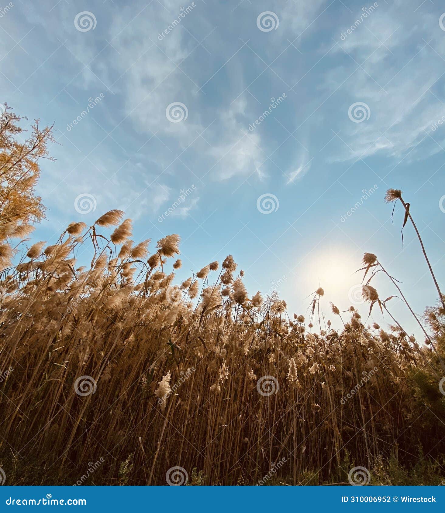 Lush Reeds Against the Backdrop of a Blue Sky Stock Photo - Image of ...