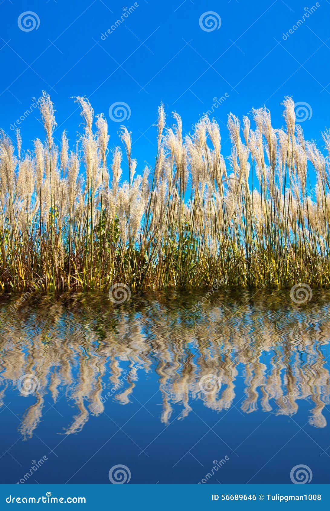 Lush Reeds Under the Blue Sky. Stock Photo - Image of ripple, plant ...