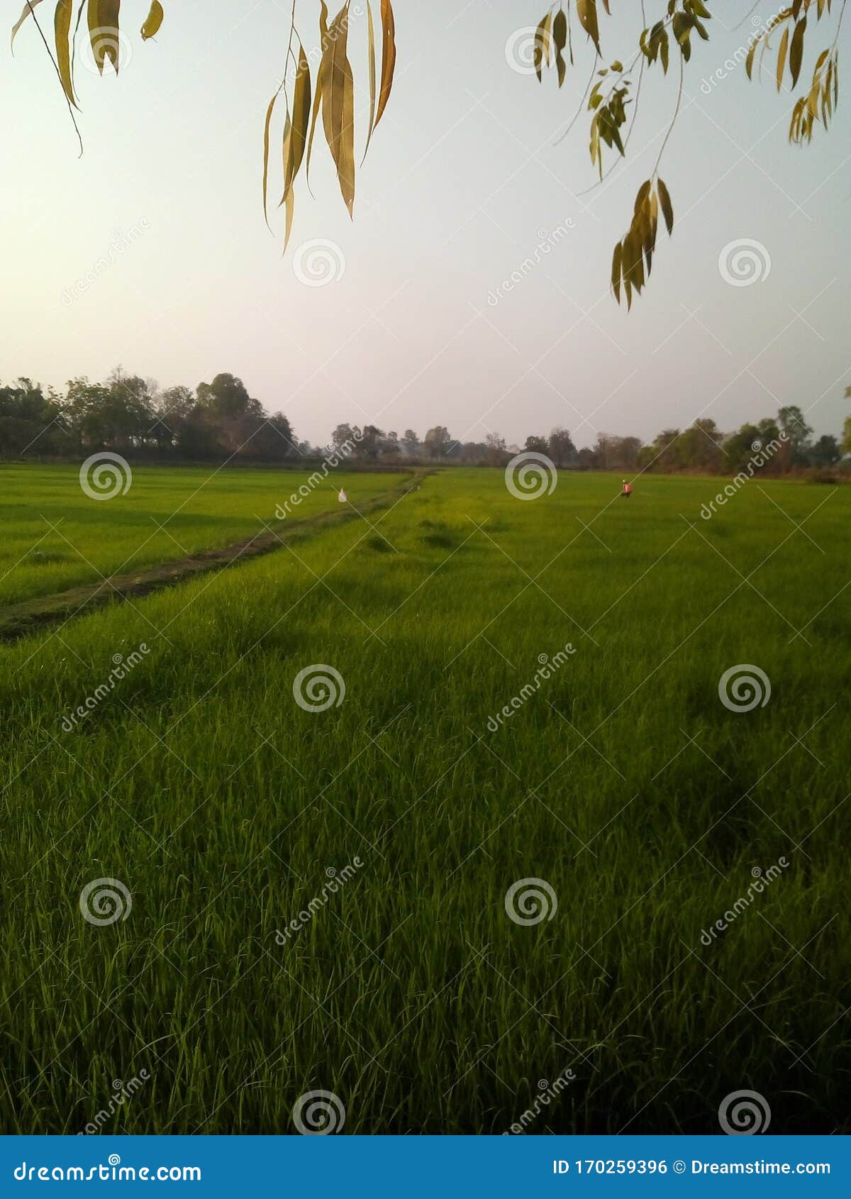 Lush rice fields stock photo. Image of rice, tree, lush - 170259396