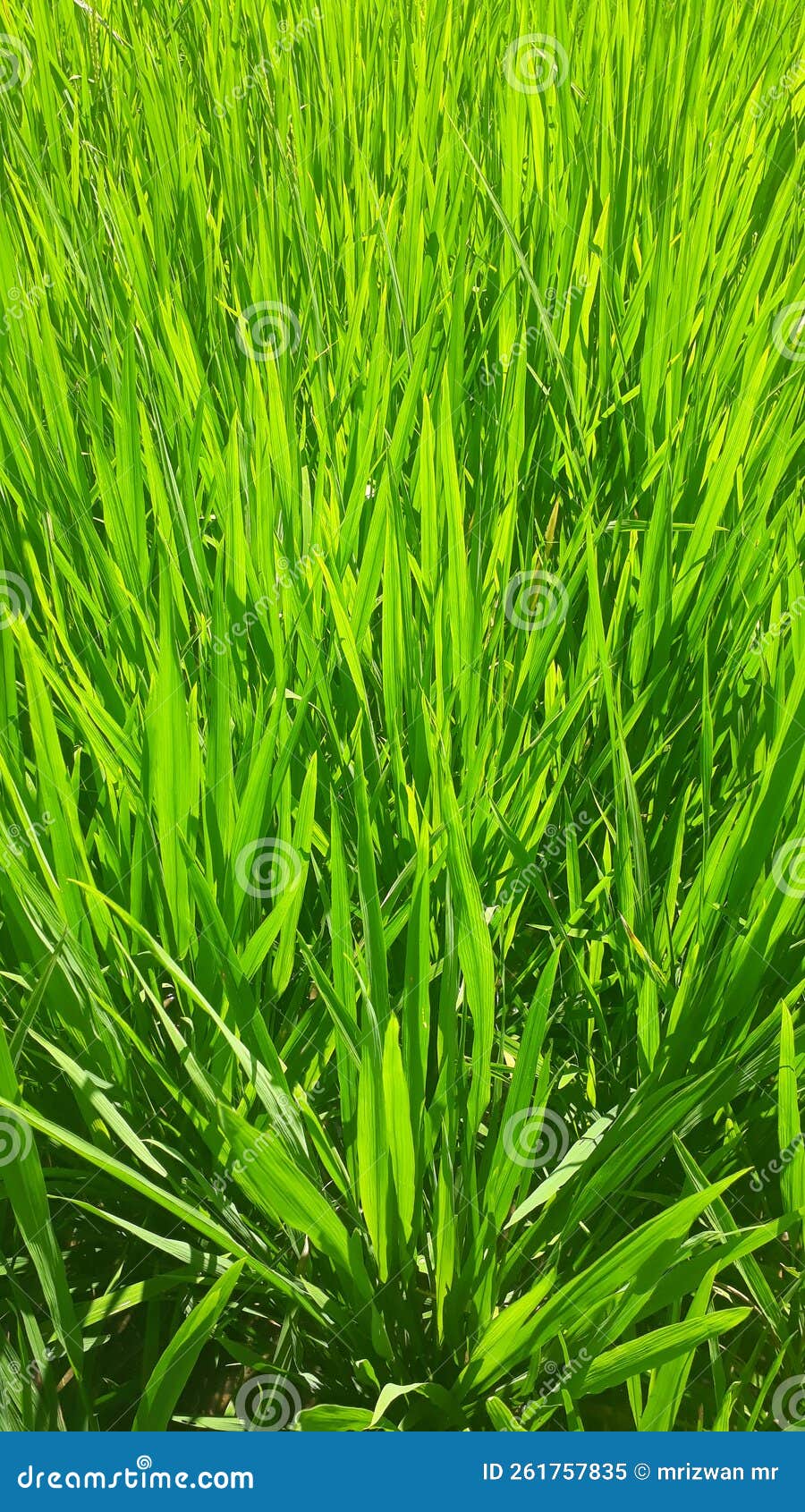 Lush Rice Leaves in Paddy Fields Stock Image - Image of fields ...