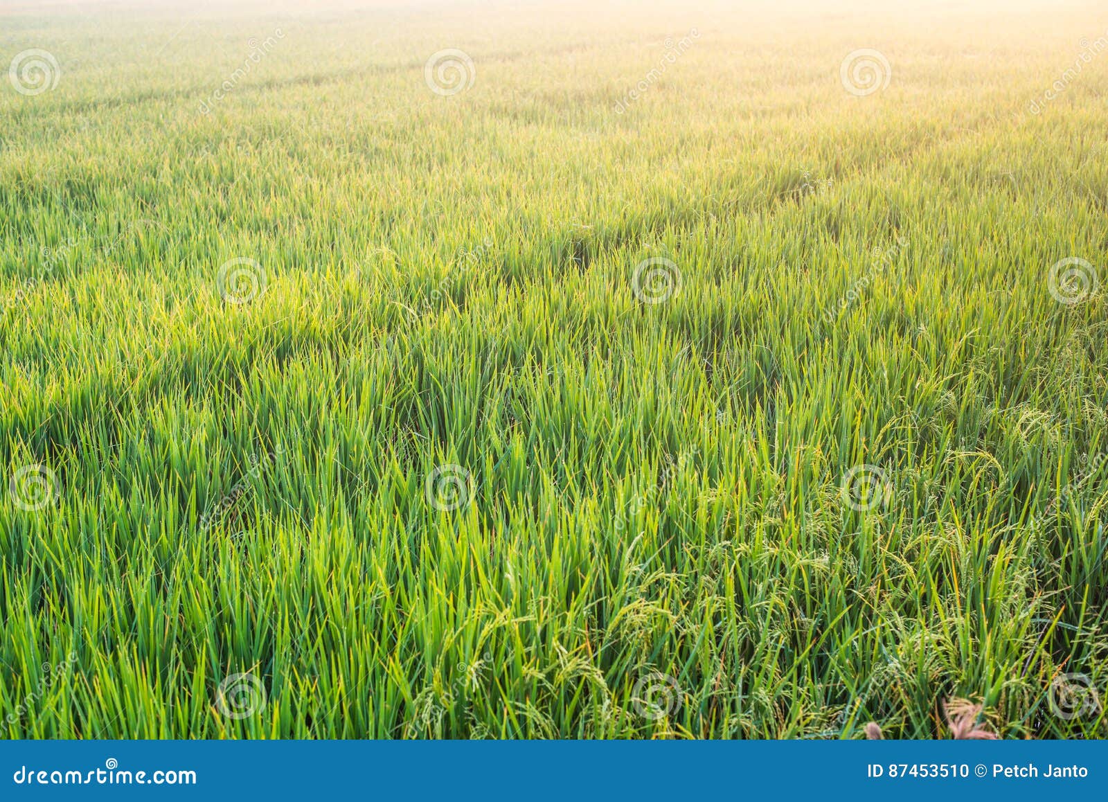 Lush Rice Paddies with Morning Sun Light Stock Photo - Image of ...