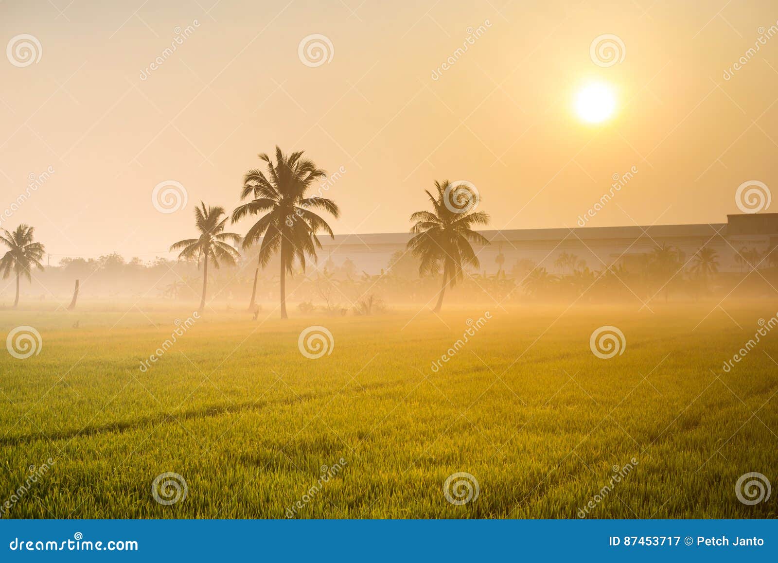 Lush Rice Paddies with Morning Sun Light Stock Image - Image of ...