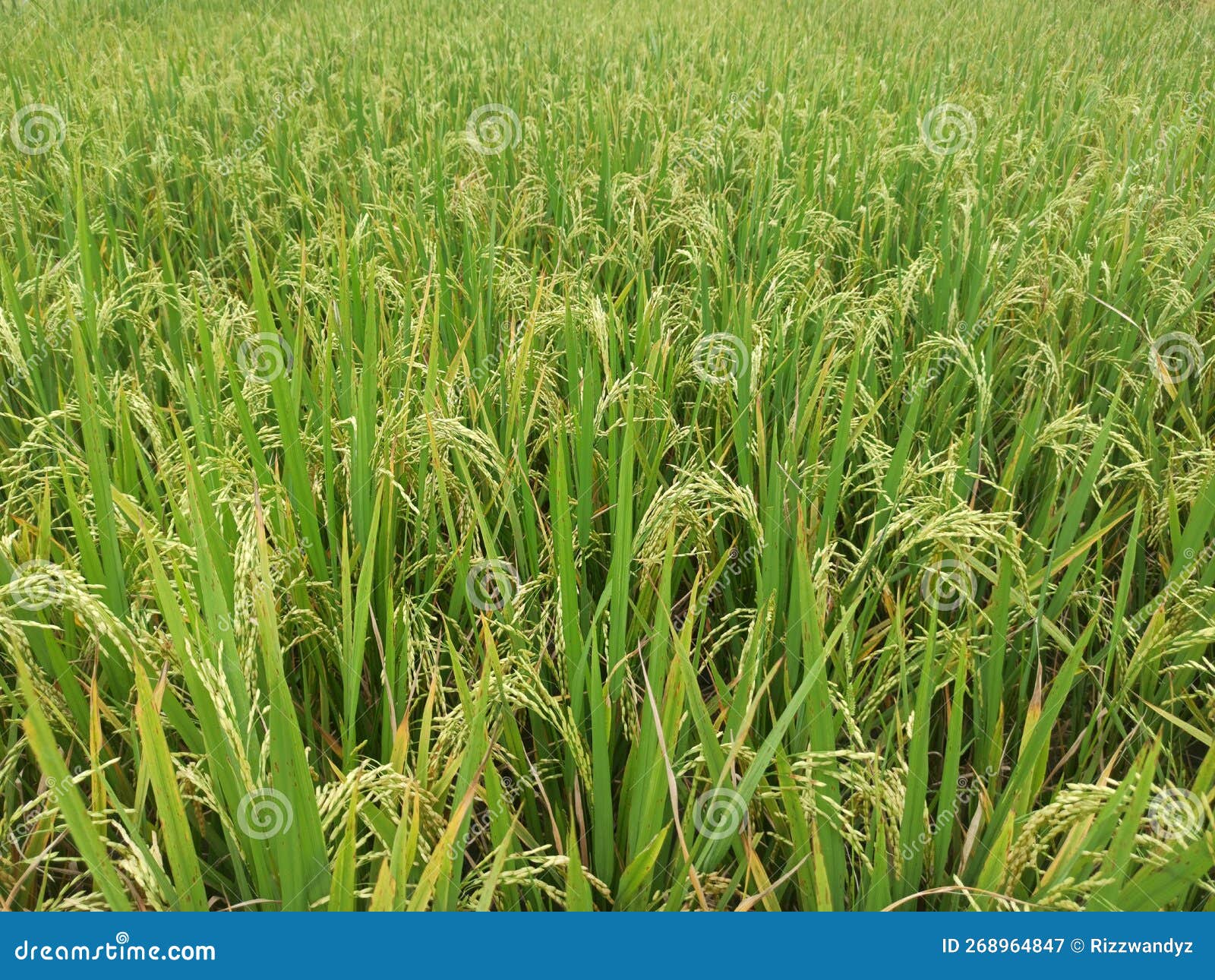 Lush Rice Tree on the Paddy Field Stock Image - Image of meadow, tree ...