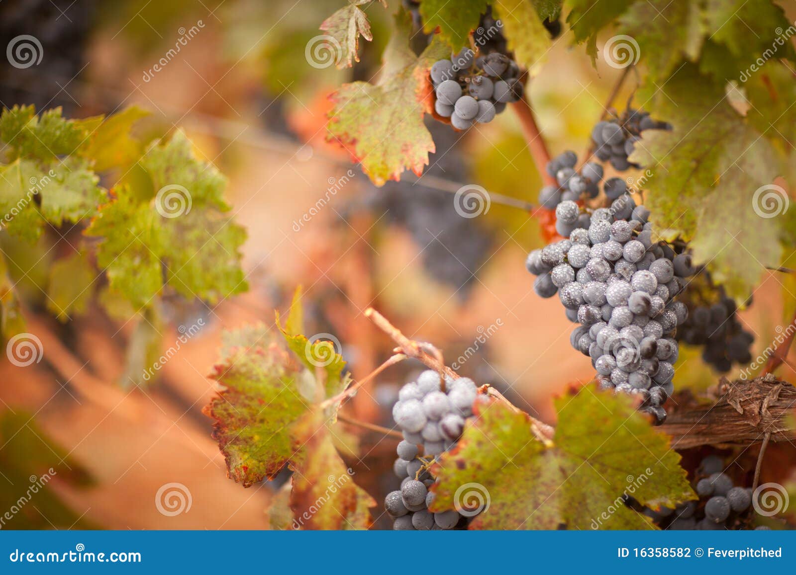 Lush, Ripe Wine Grapes with Mist Drops on the Vine Stock Photo - Image ...