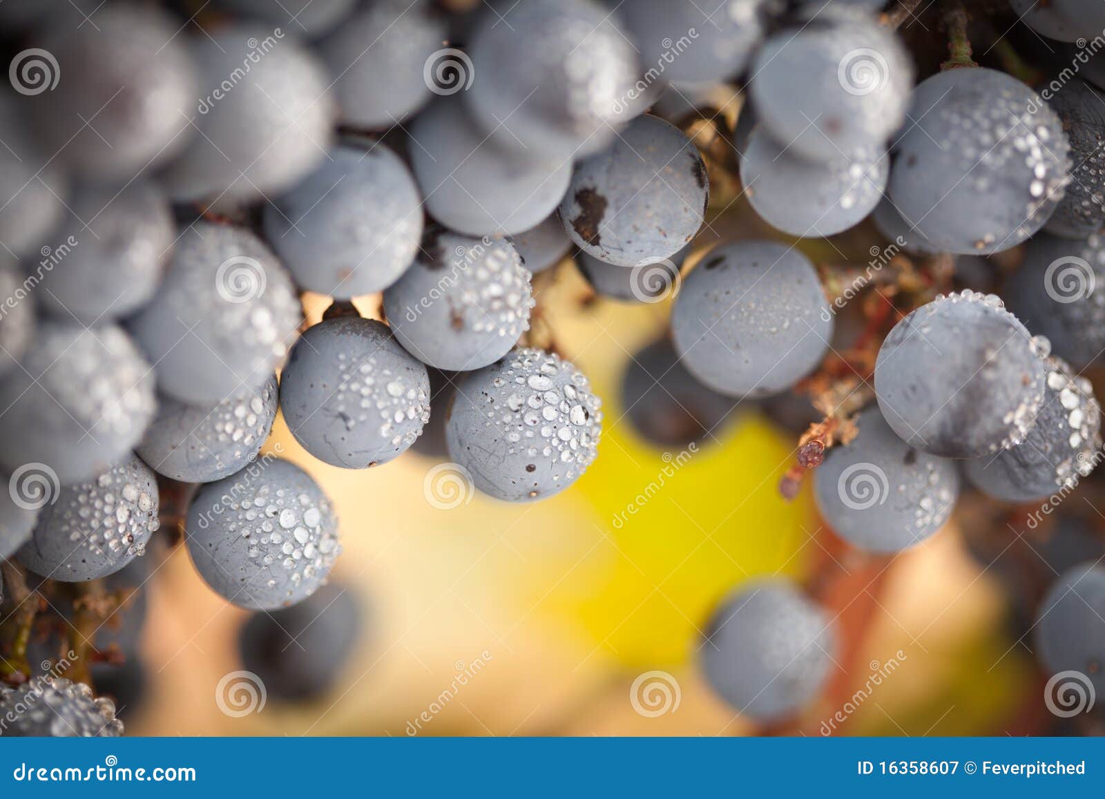 Lush, Ripe Wine Grapes with Mist Drops on the Vine Stock Image - Image ...