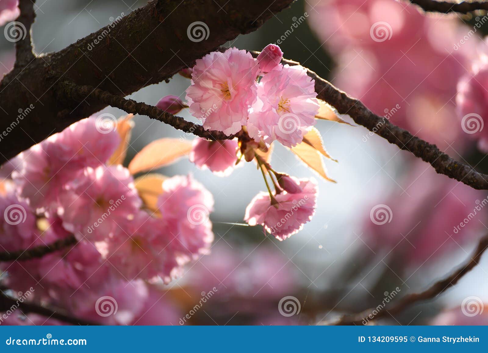Lush Sakura Blossoms in the Spring. Stock Image - Image of flowers ...