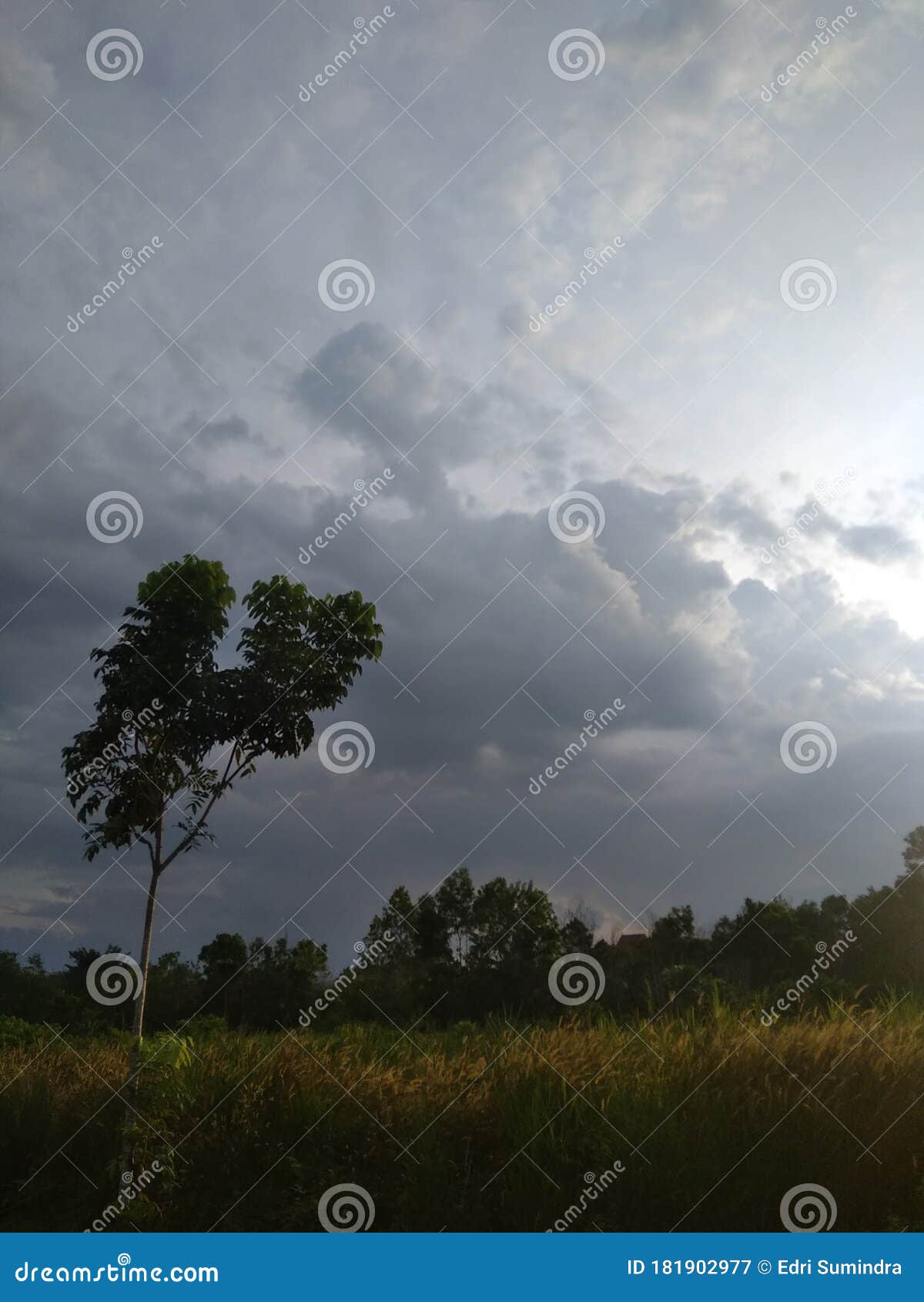 Lush Savanna Forest on the Island of Sumatera Stock Image - Image of ...