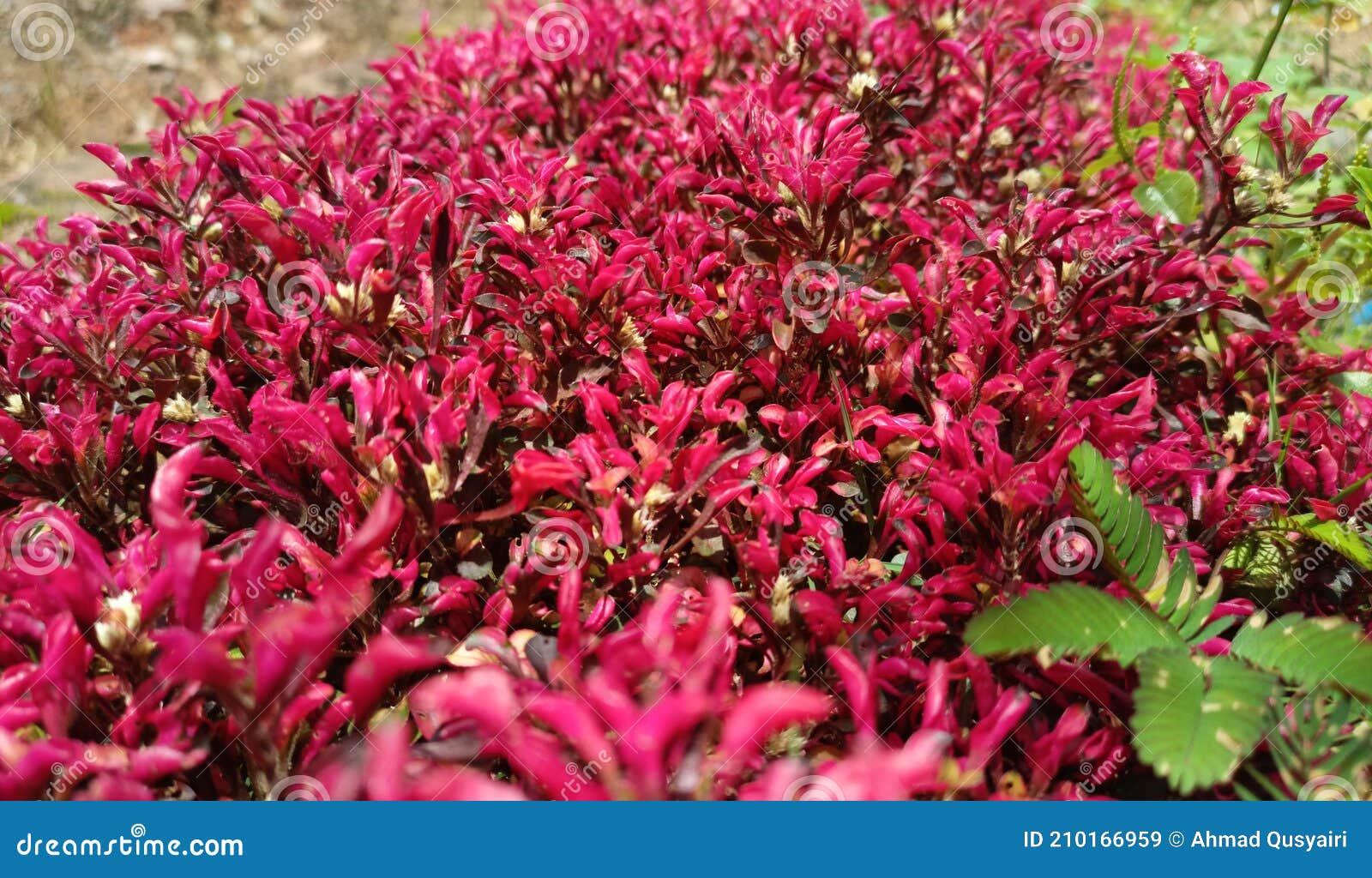 Lush Small Leafy Red Flowers Stock Image - Image of lilac, flower ...