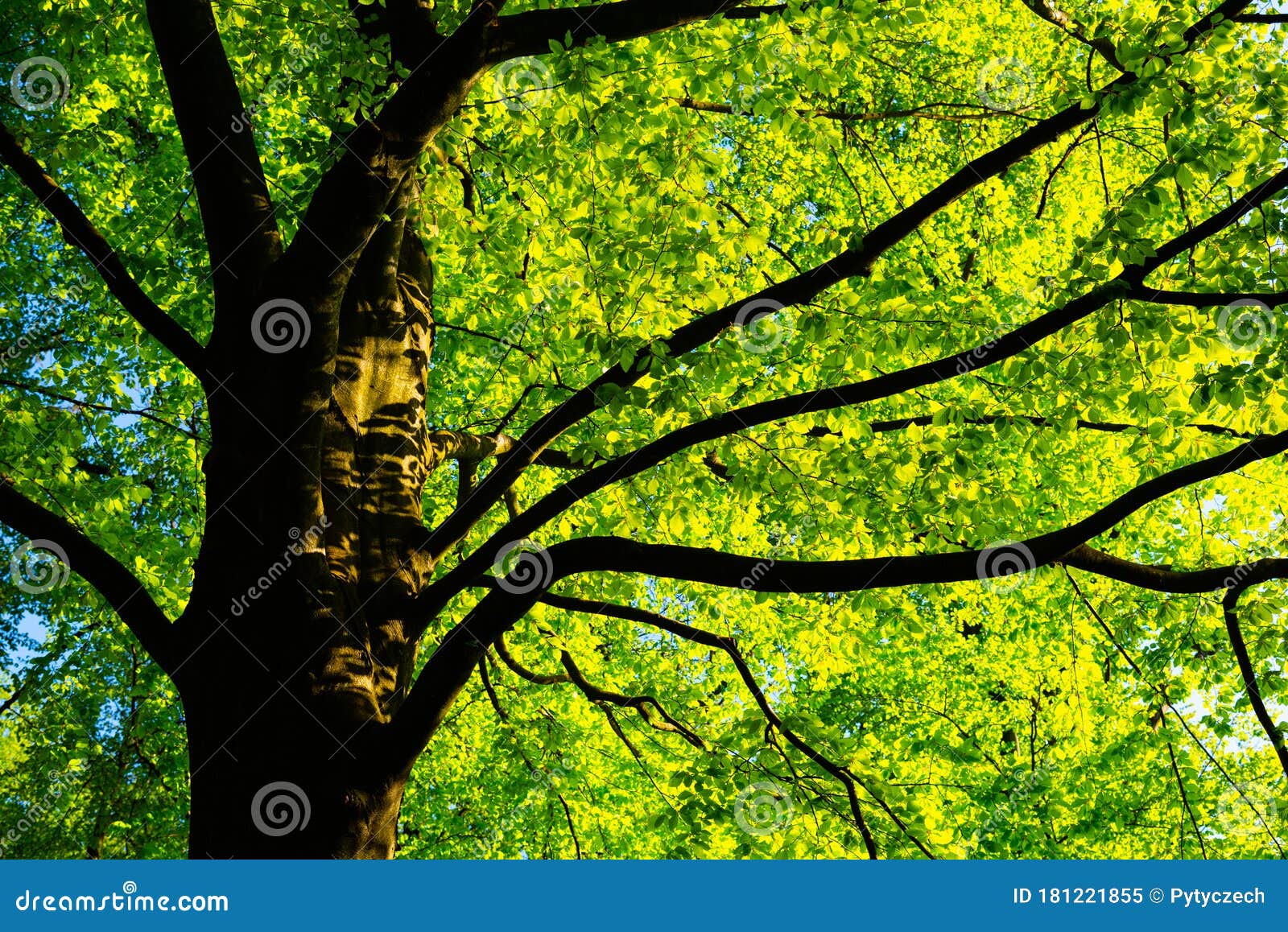 Lush Spring Forest Greenery. Bottom View of Decidious Tree Illuminate ...