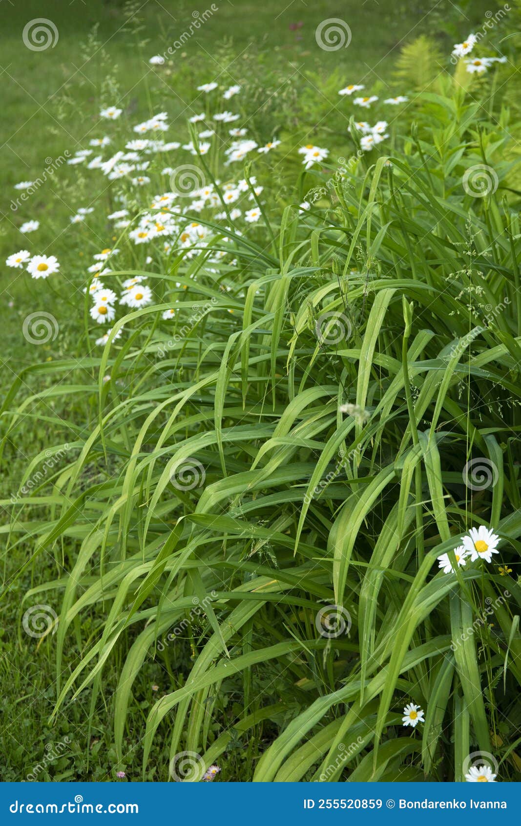 Lush Spring Green Garden with Different Plants Stock Image - Image of ...