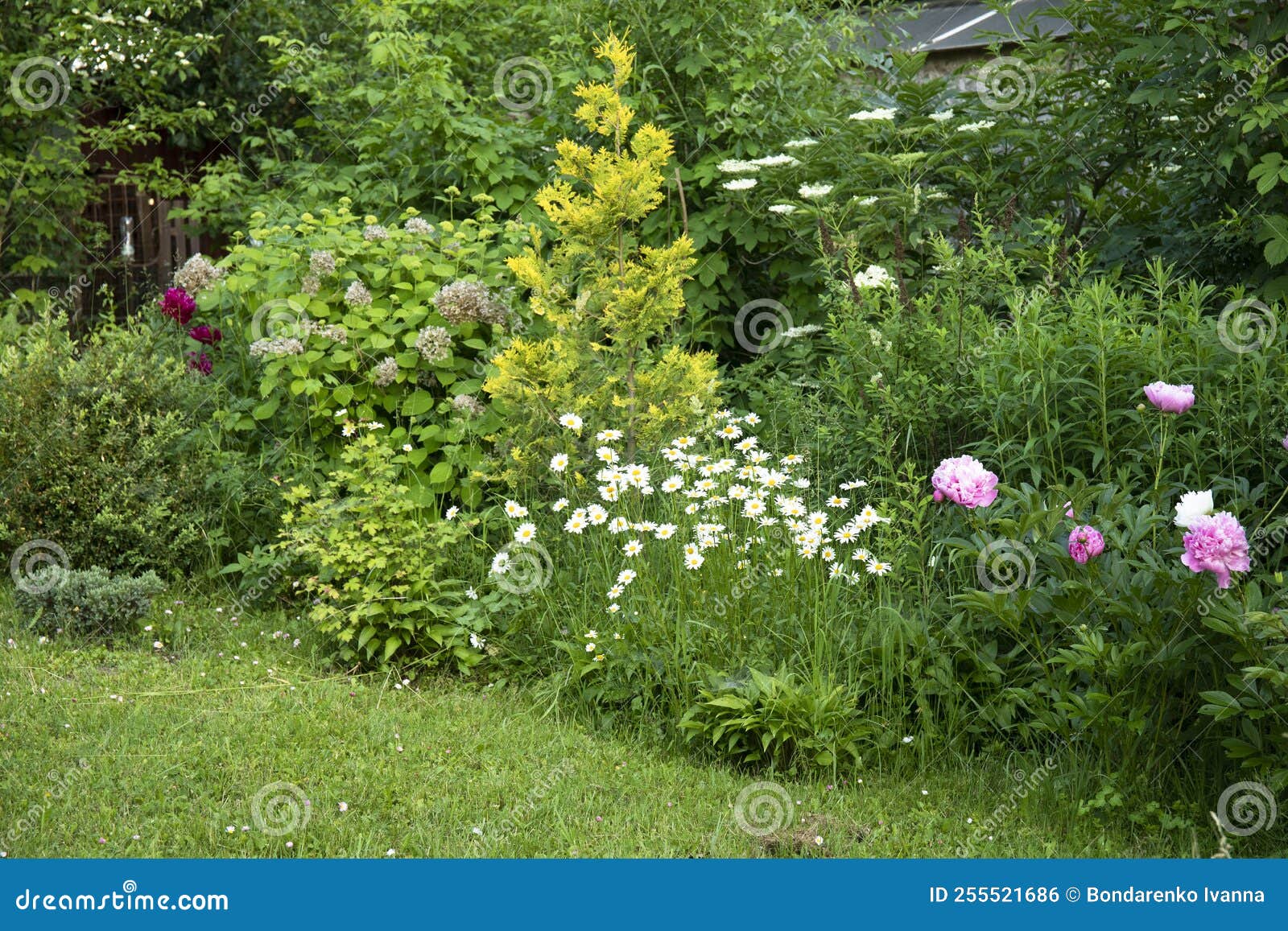 Lush Spring Green Garden with Different Plants Stock Photo - Image of ...