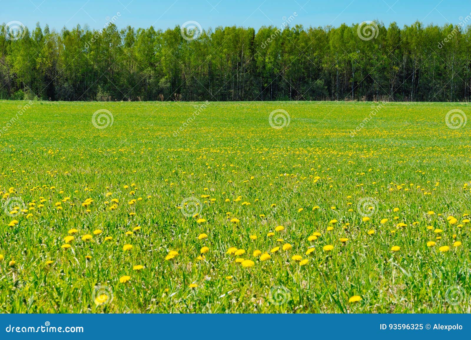 Lush Springtime Field with Dandelion Flowers Stock Image - Image of ...