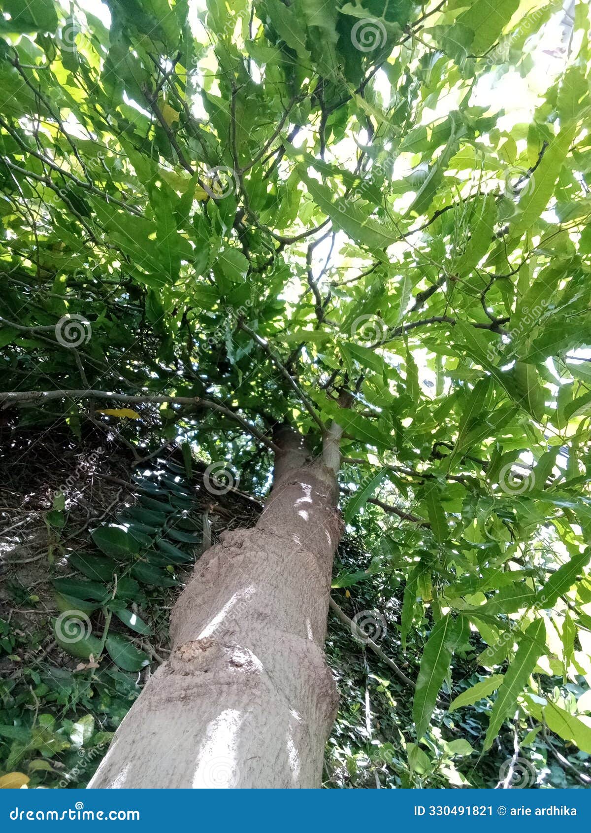 Street With Trees And Cars Blurred In The Movement Royalty-Free Stock ...