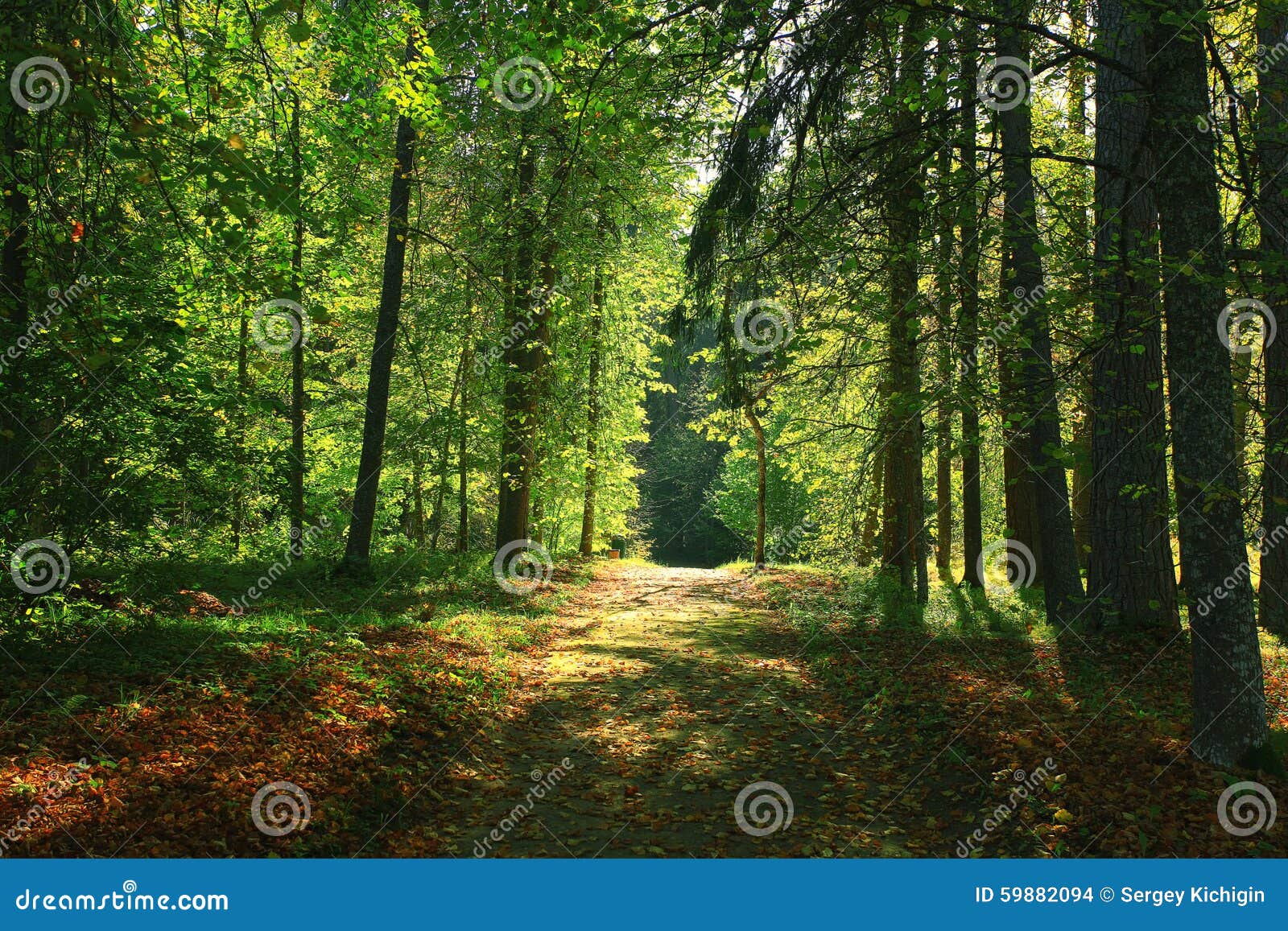 Lush summer forest stock photo. Image of dense, asphalt - 59882094