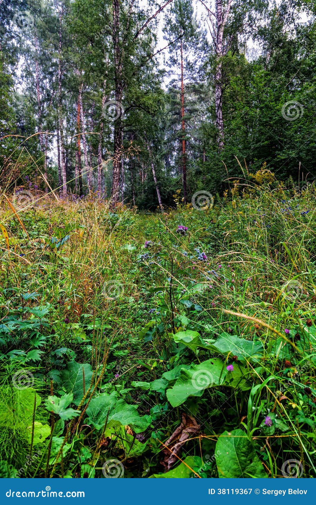 The lush summer vegetation stock image. Image of green - 38119367