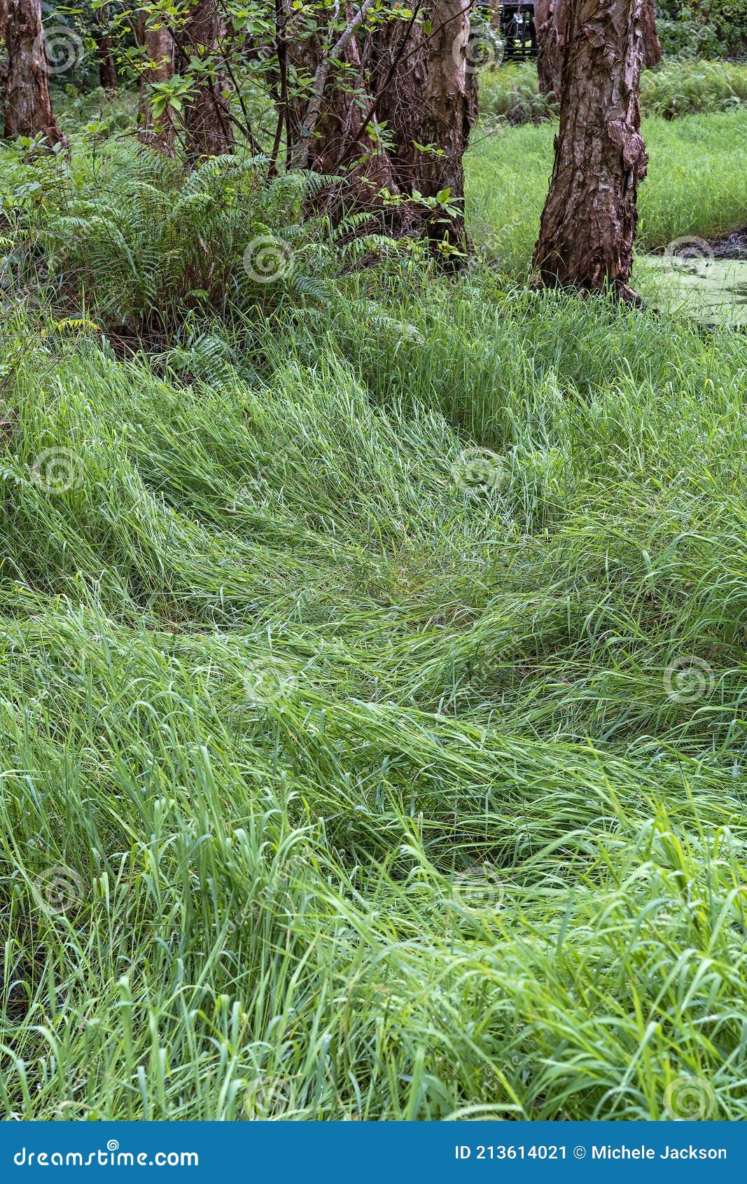 Lush Swamp Grass stock image. Image of plant, marsh - 213614021