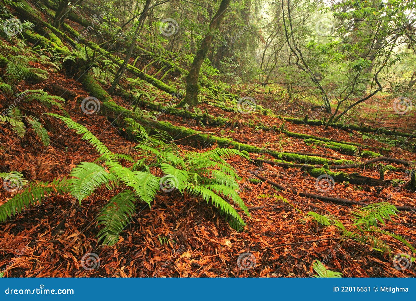Temperate Rain Forest. Royalty-Free Stock Photography | CartoonDealer ...