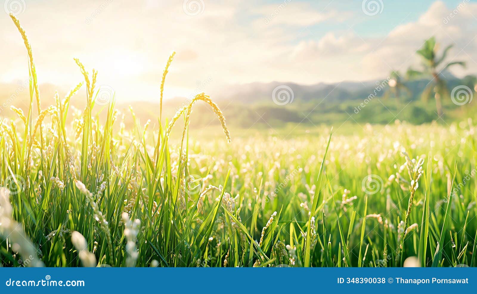 Serene Rice Paddy Field Sunset Lush Green Grasses Golden Hour Light AI ...