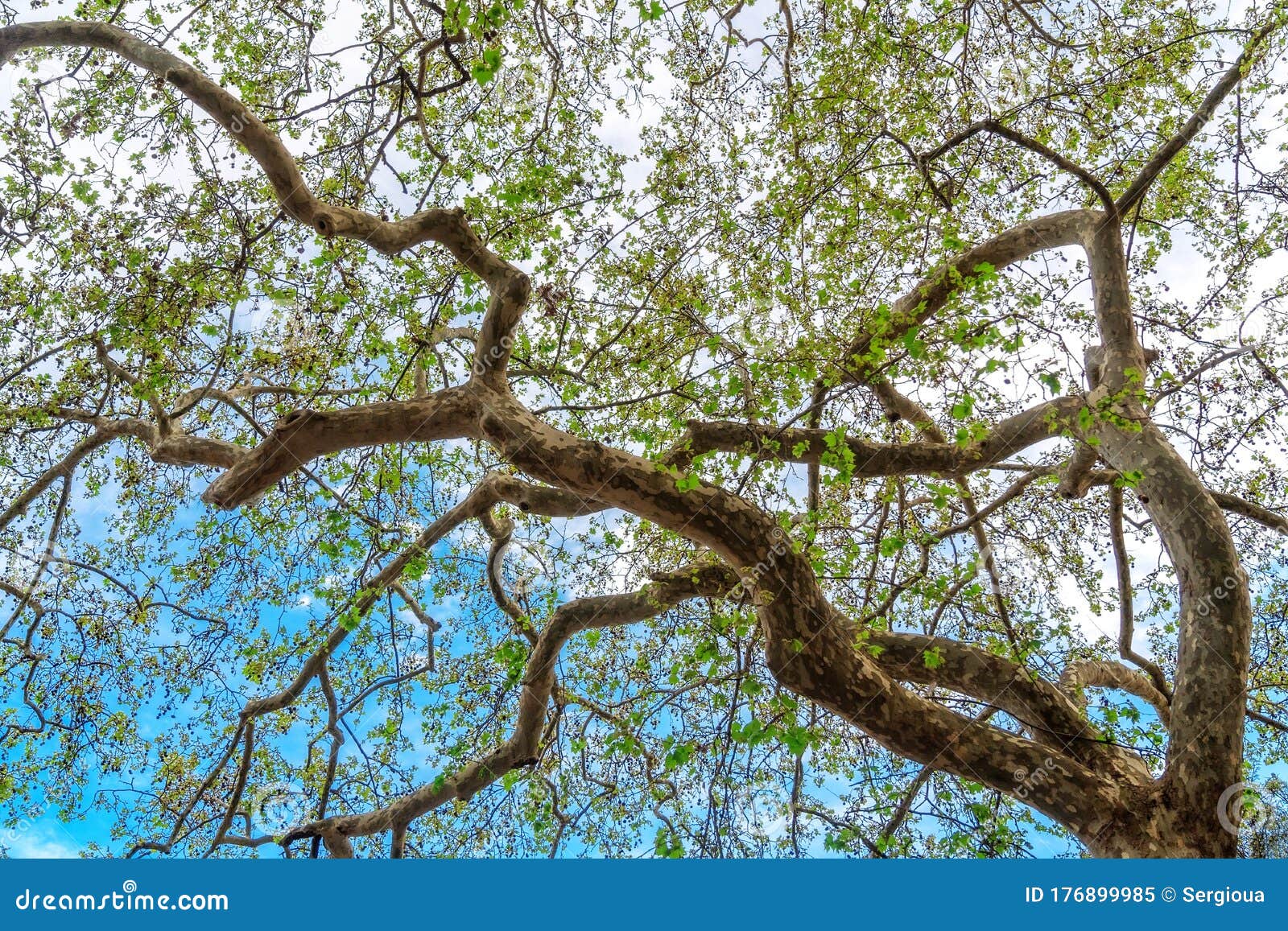 A Lush Tree with Blue Sky Foliage in the Background. the Concept of ...