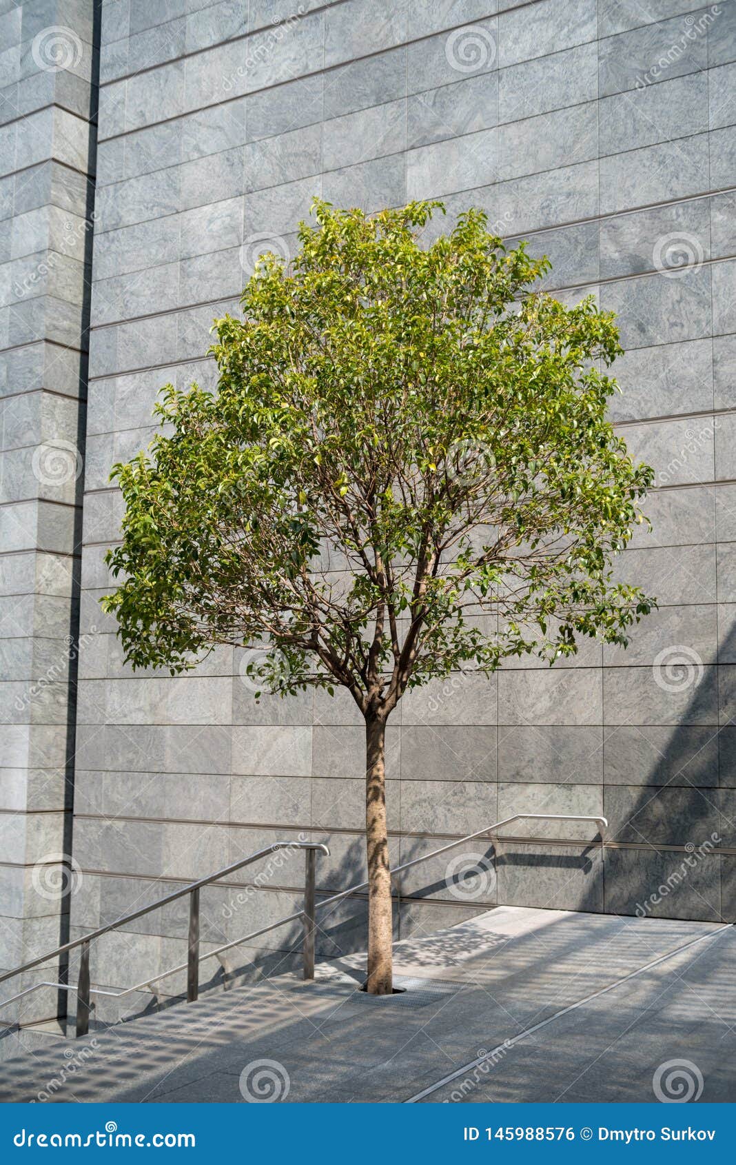 Tree in the Front of the Modern Building Stock Photo - Image of built ...