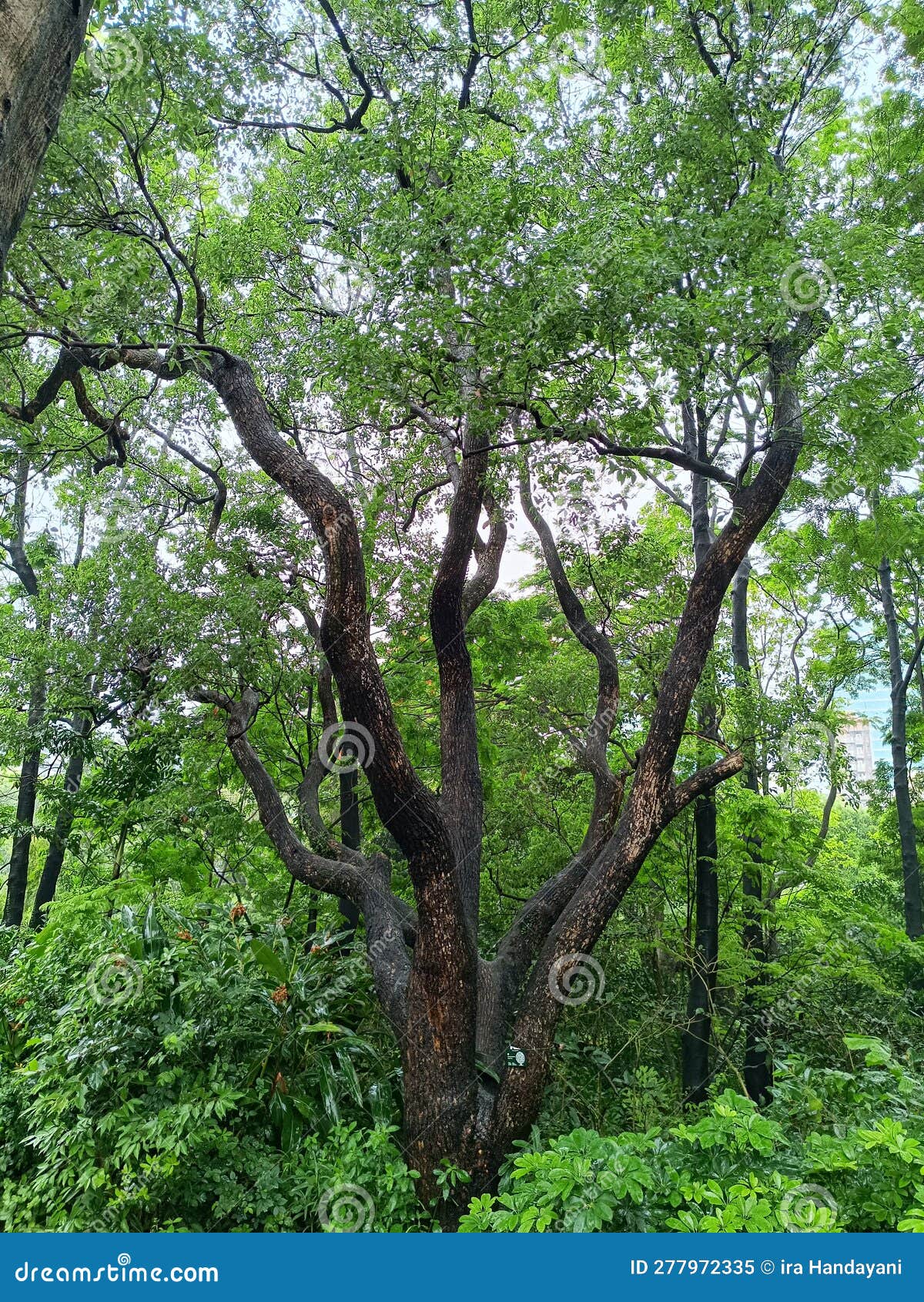 Lush Tree with Green Foliage in the Foresh Stock Image - Image of food ...