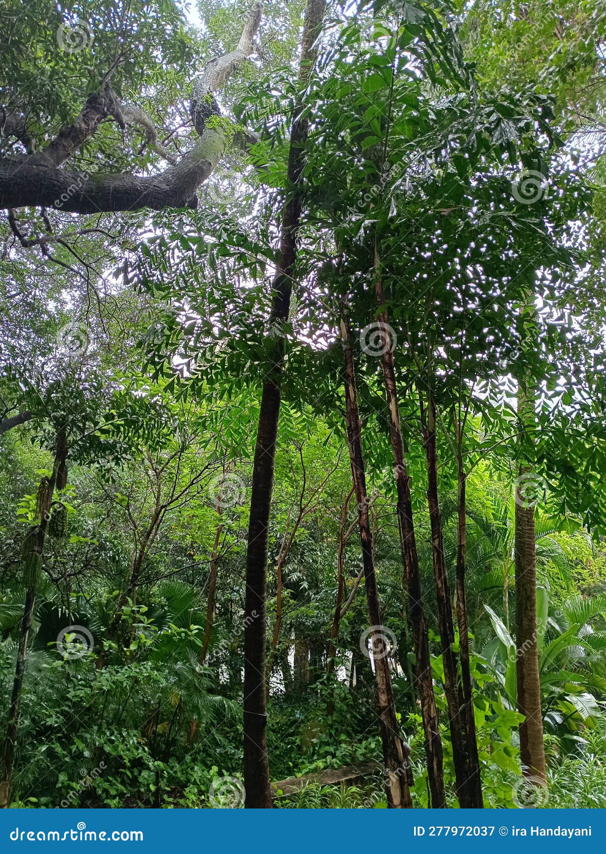 Lush Tree with Green Foliage in the Foresh Stock Image - Image of ...