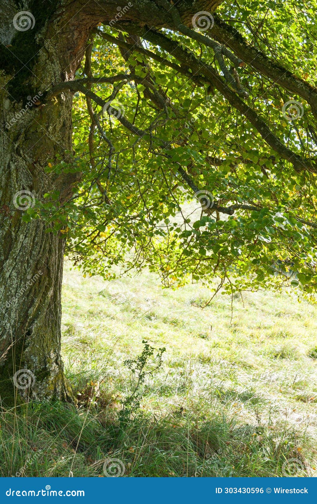Lush Tree in a Green Grassy Meadow Stock Photo - Image of lush ...