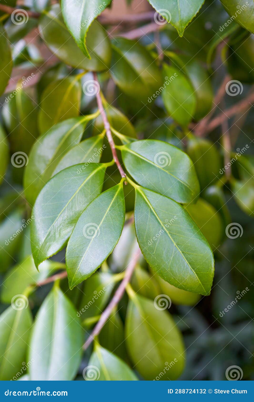 Lush Tree Green Leaves Close-up Stock Photo - Image of lush, scenery ...