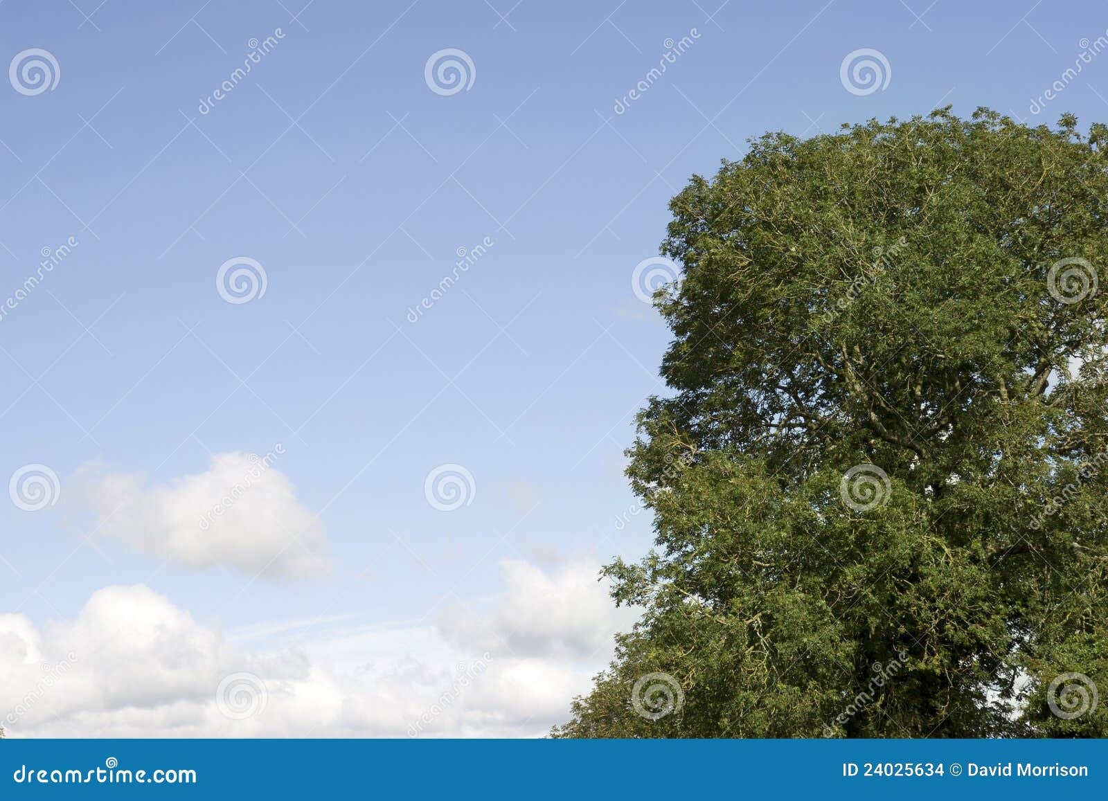Lush Tree Growing in the Wild Stock Photo - Image of leaves, fall: 24025634