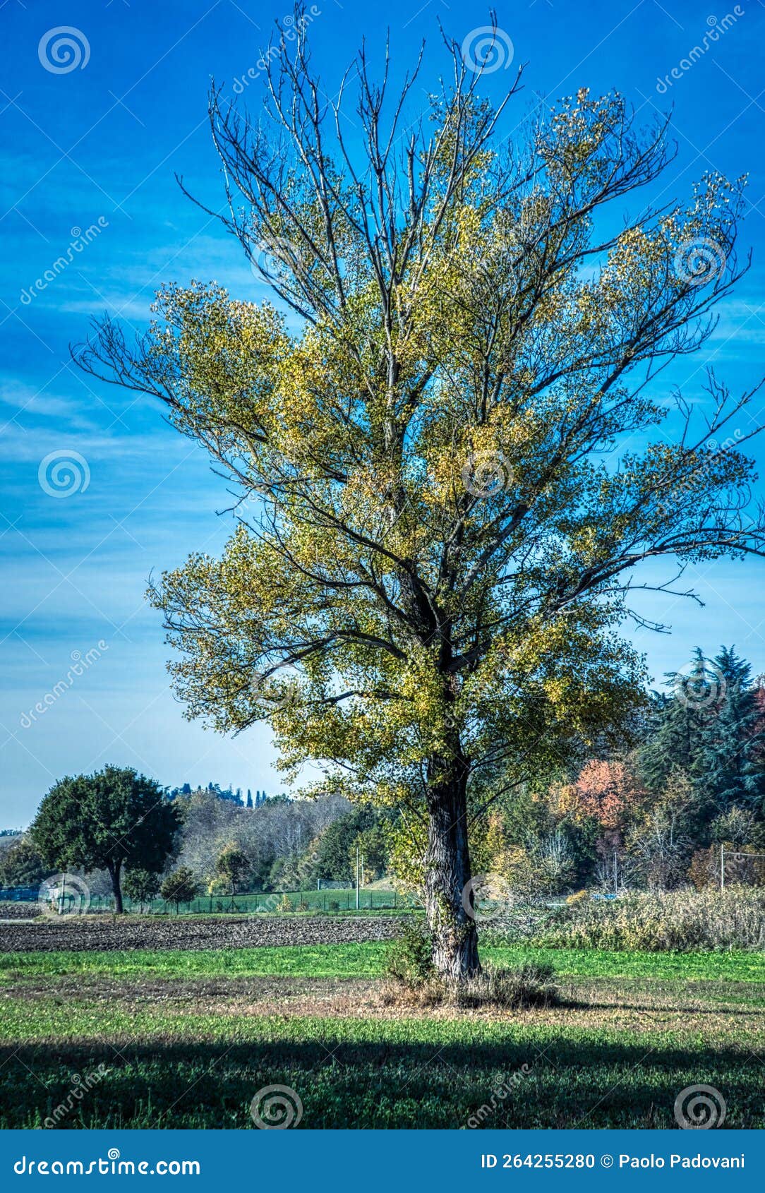 The lush tree stock photo. Image of lush, leaf, leaves - 264255280