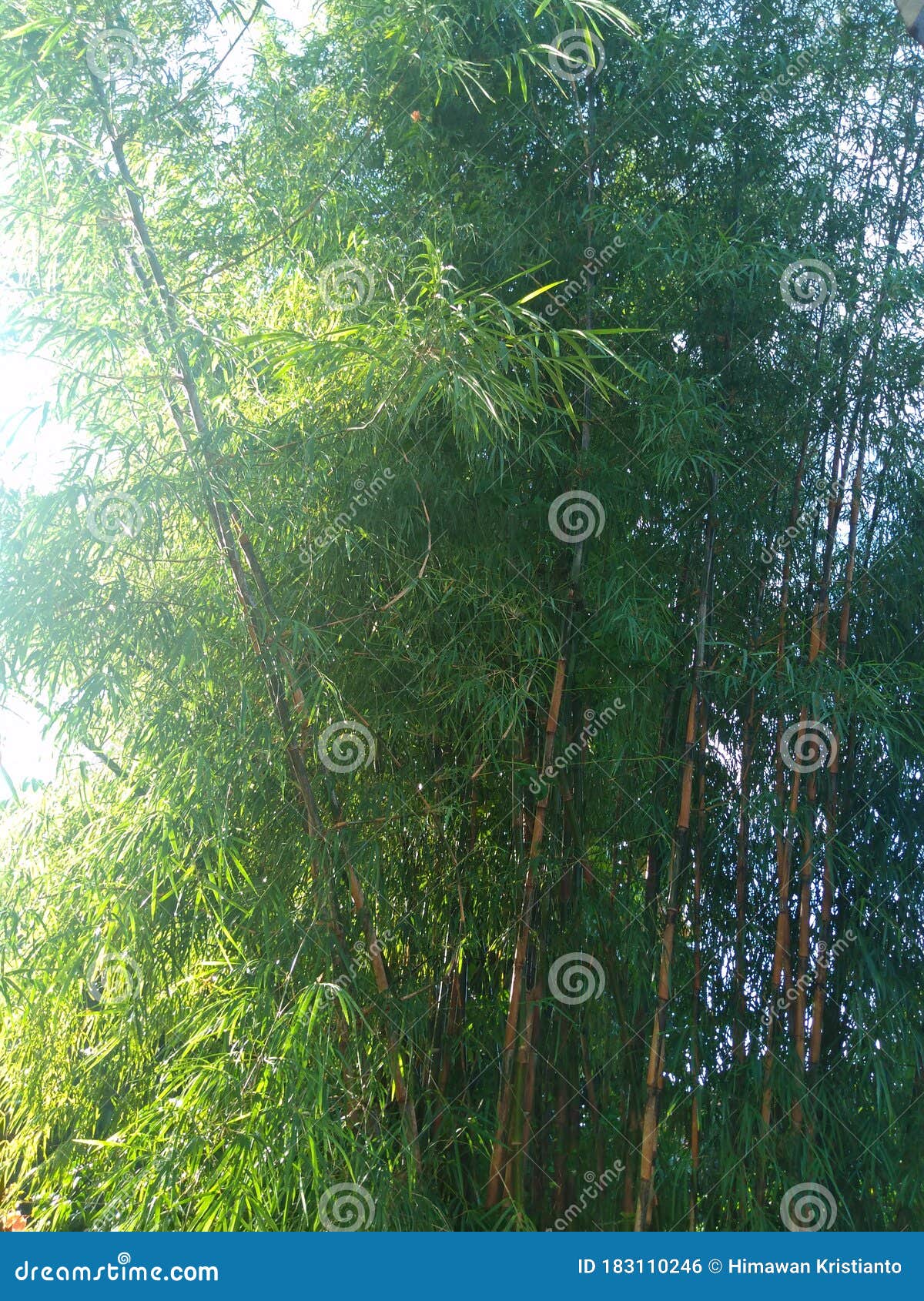 Mini Bamboo Tree Leaves Stock Photography | CartoonDealer.com #214465514