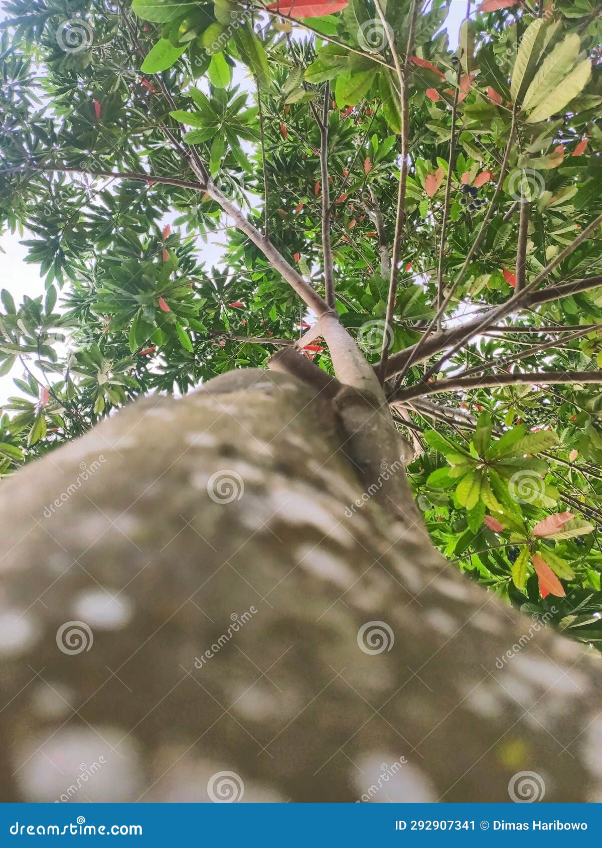 A Lush Tree almost in Summer Stock Image - Image of lush, indonesia ...