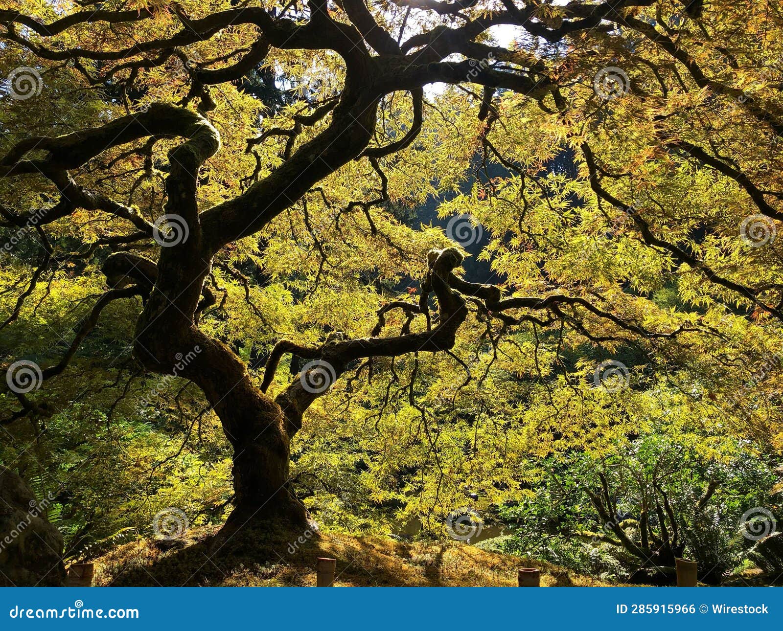 Lush Tree with Sun-dappled Branches and Vibrant Green Leaves Stock ...