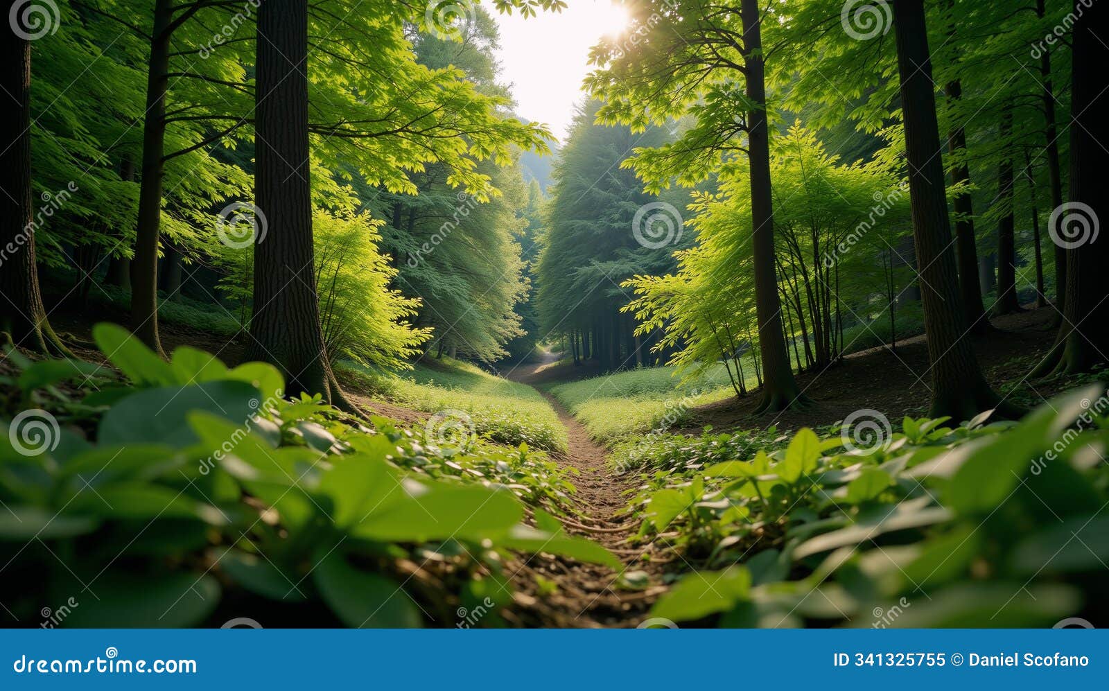 Forest Fragmentation. Logging Machinery Causes Forest Fragmentation ...