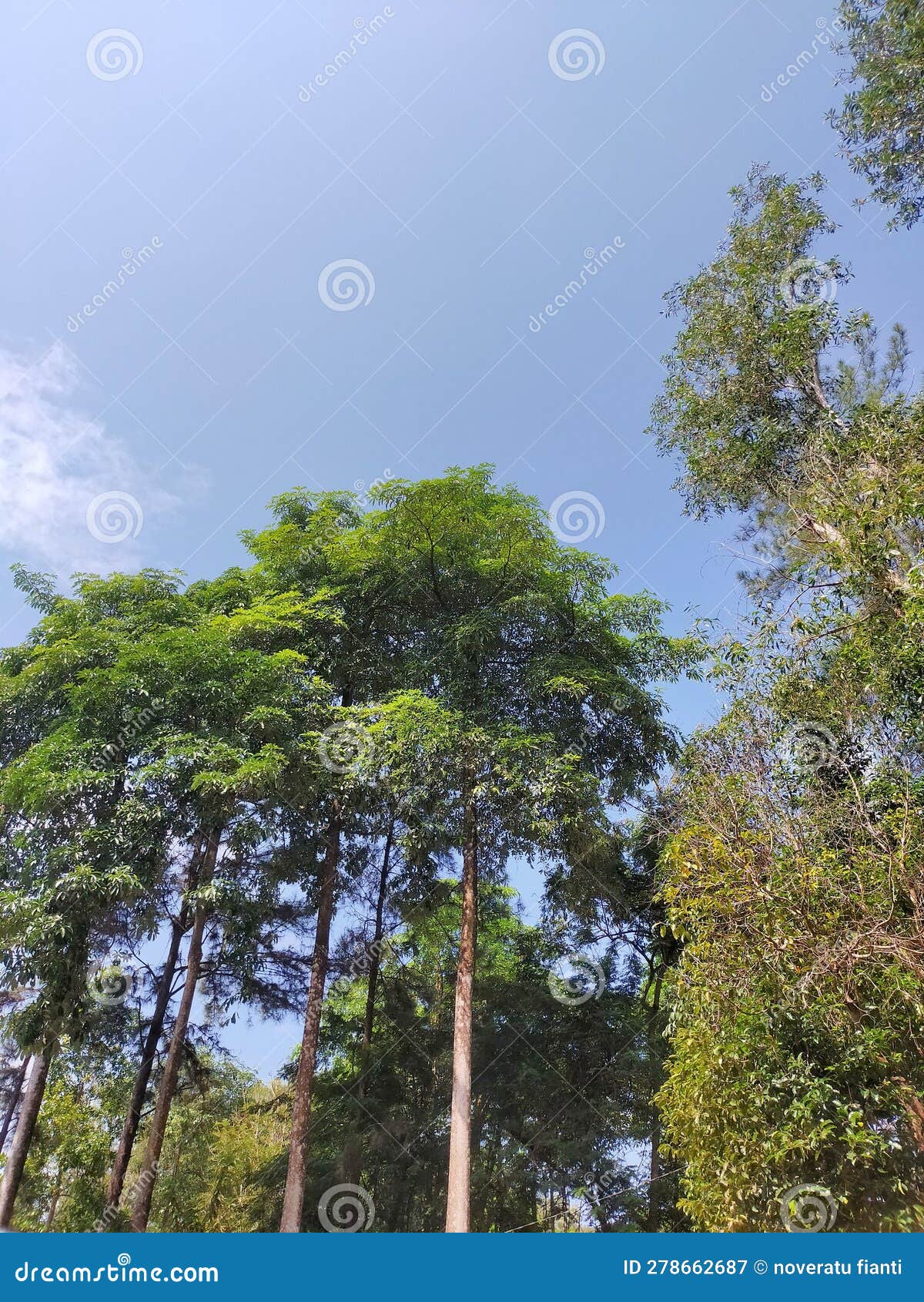 Lush Trees. Blue Sky Background Stock Image - Image of background, blue ...