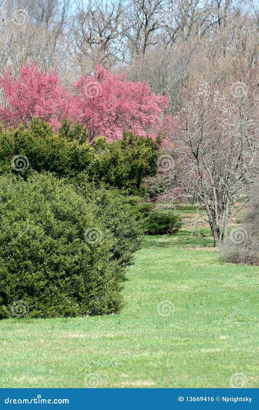 Lush trees and bushes stock photo. Image of outdoors - 13669416