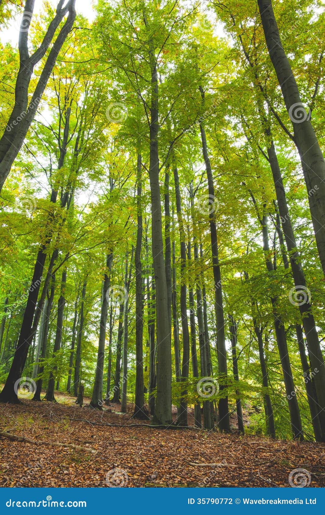 Lush trees in the forest stock photo. Image of outdoors - 35790772