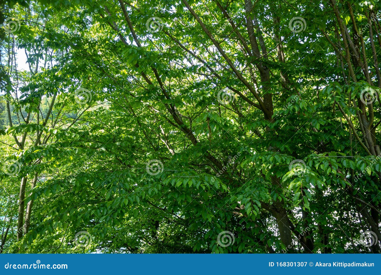 Lush Trees in Forest with Sunlight for Texture Background Stock Image ...