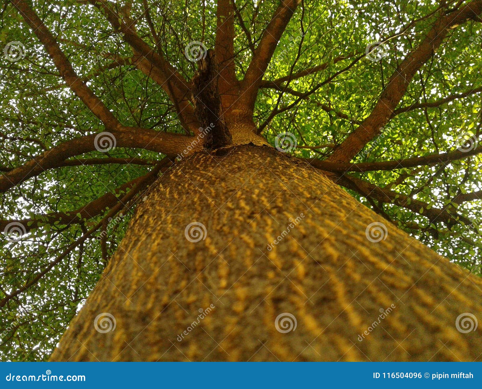 Lush trees stock photo. Image of branch, trees, shooted - 116504096