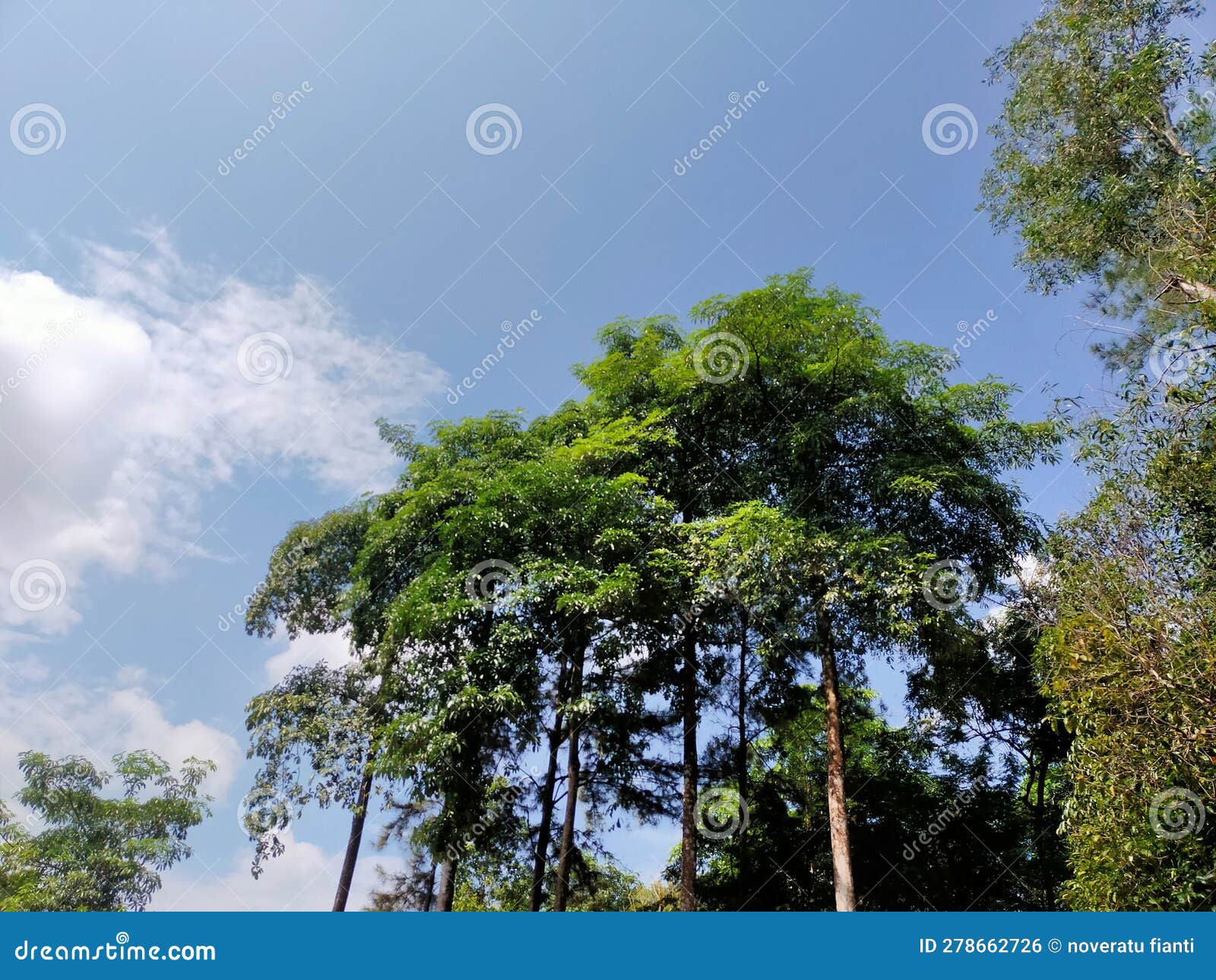 Lush Trees Towering. Blue Sky Background Stock Photo - Image of grass ...