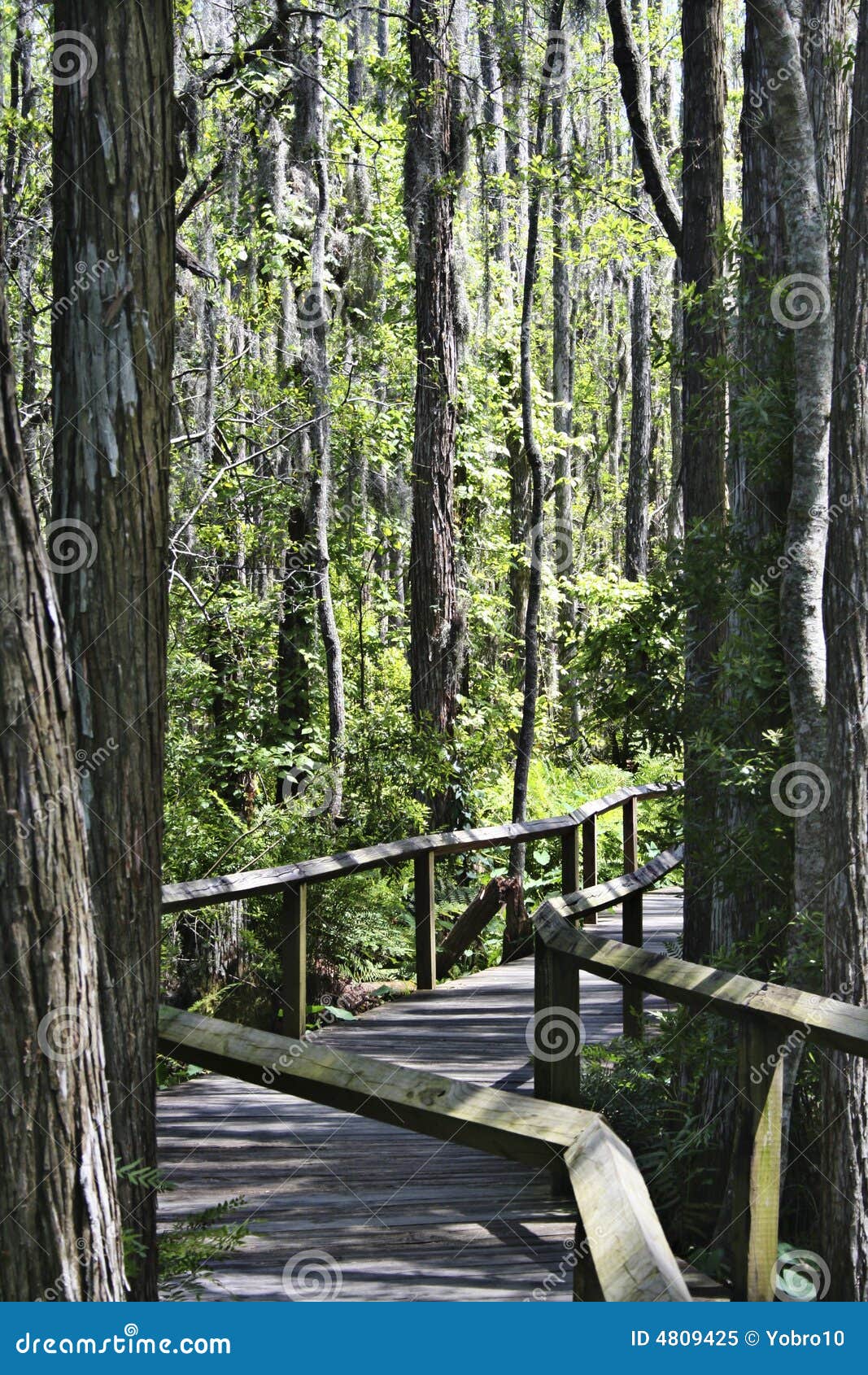 Lush Tropical Forest Path stock image. Image of nature - 4809425