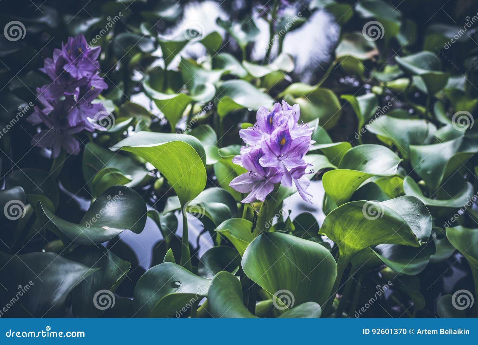Lush Tropical Garden with Assorted Colorful Flowers and Plants. Bali ... Lush Tropical Garden with Assorted Colorful Flowers and Plants. Bali ...