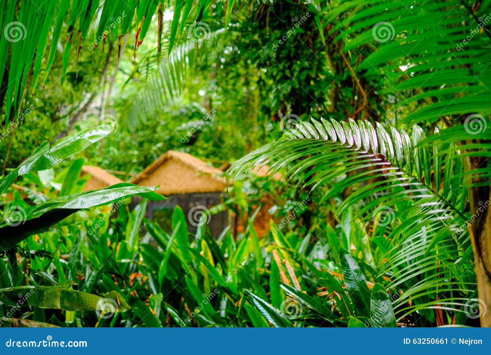 Lush tropical green jungle stock image. Image of outdoors - 63250661