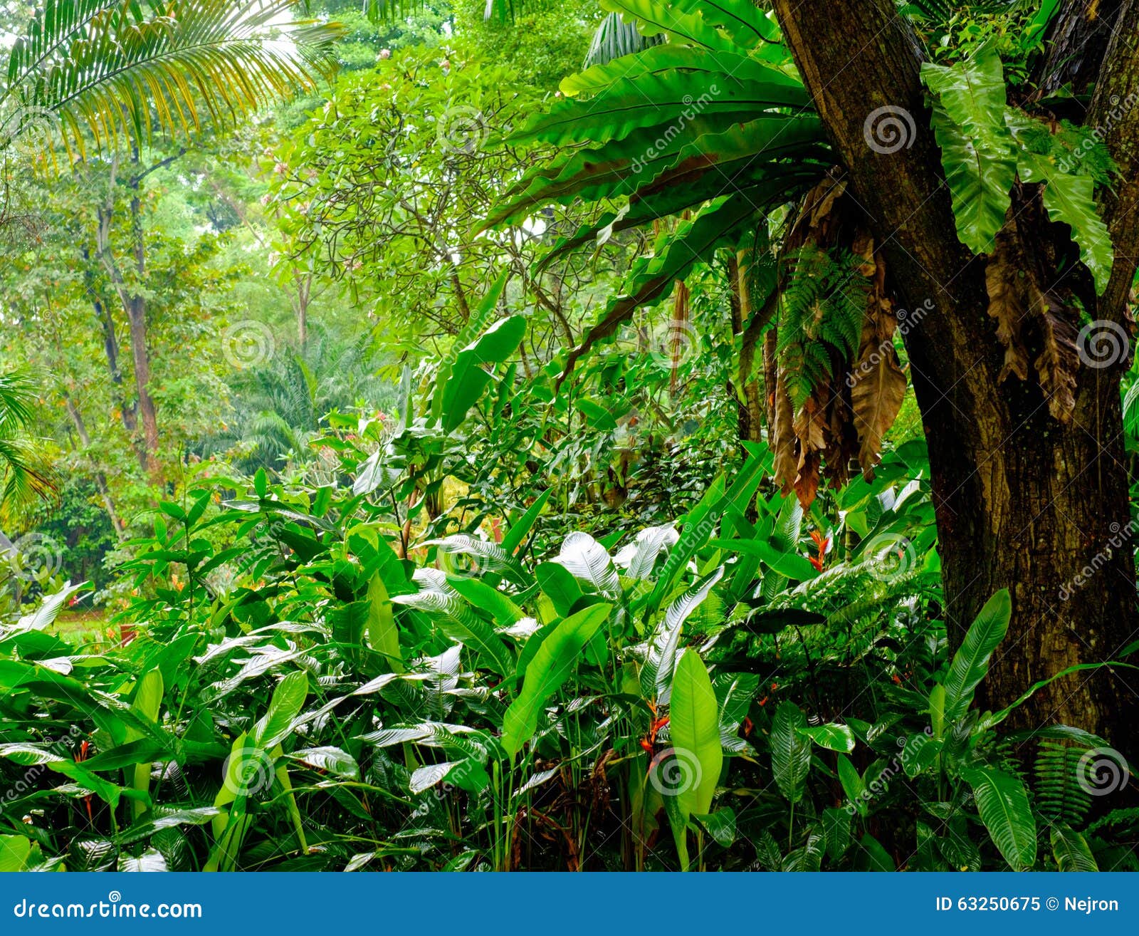 Lush Tropical Green Jungle Stock Photo - Image: 63250675