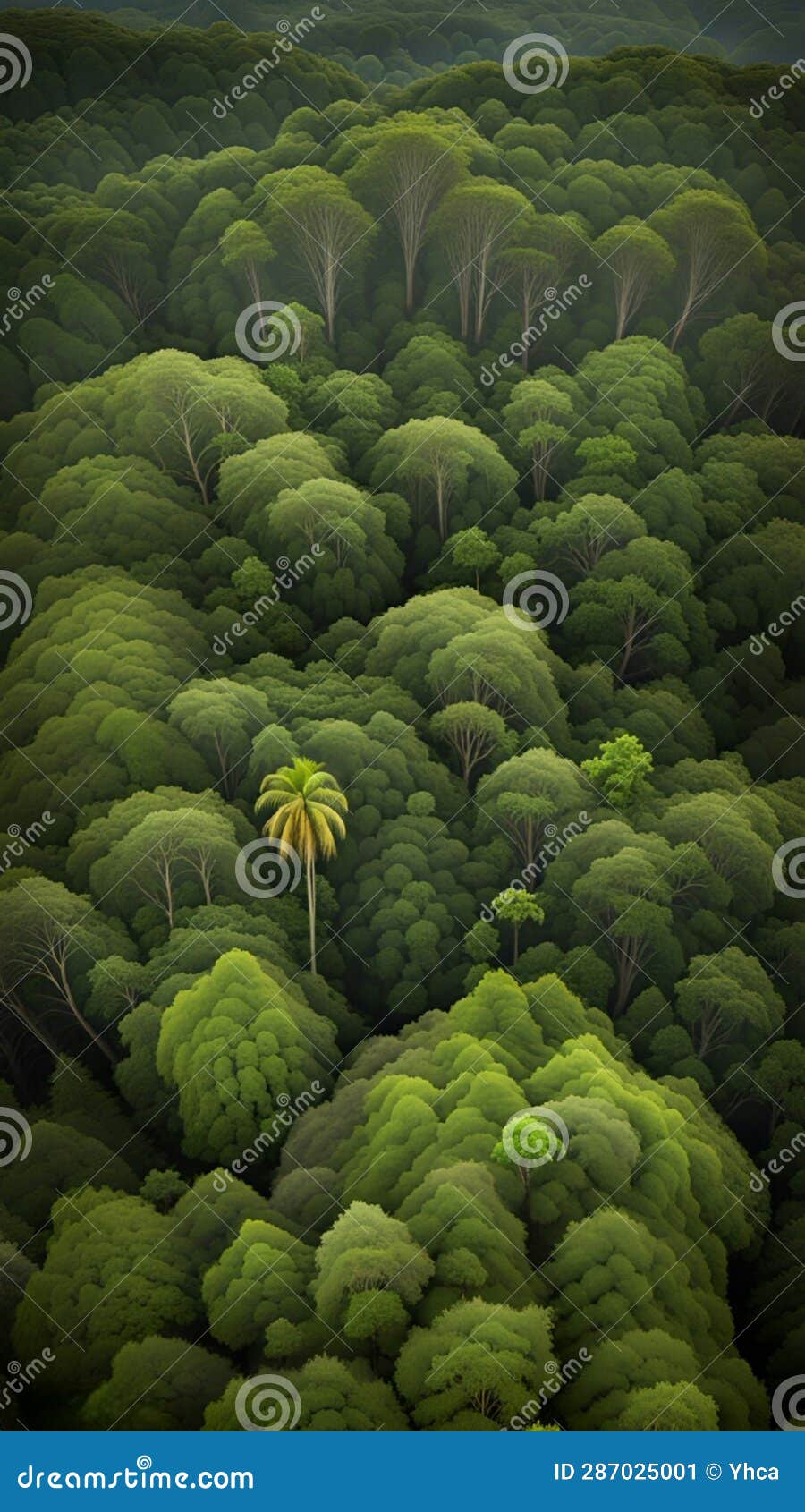 Lush Tropical Rainforest Canopy Seen from Elevated Viewpoint Stock ...