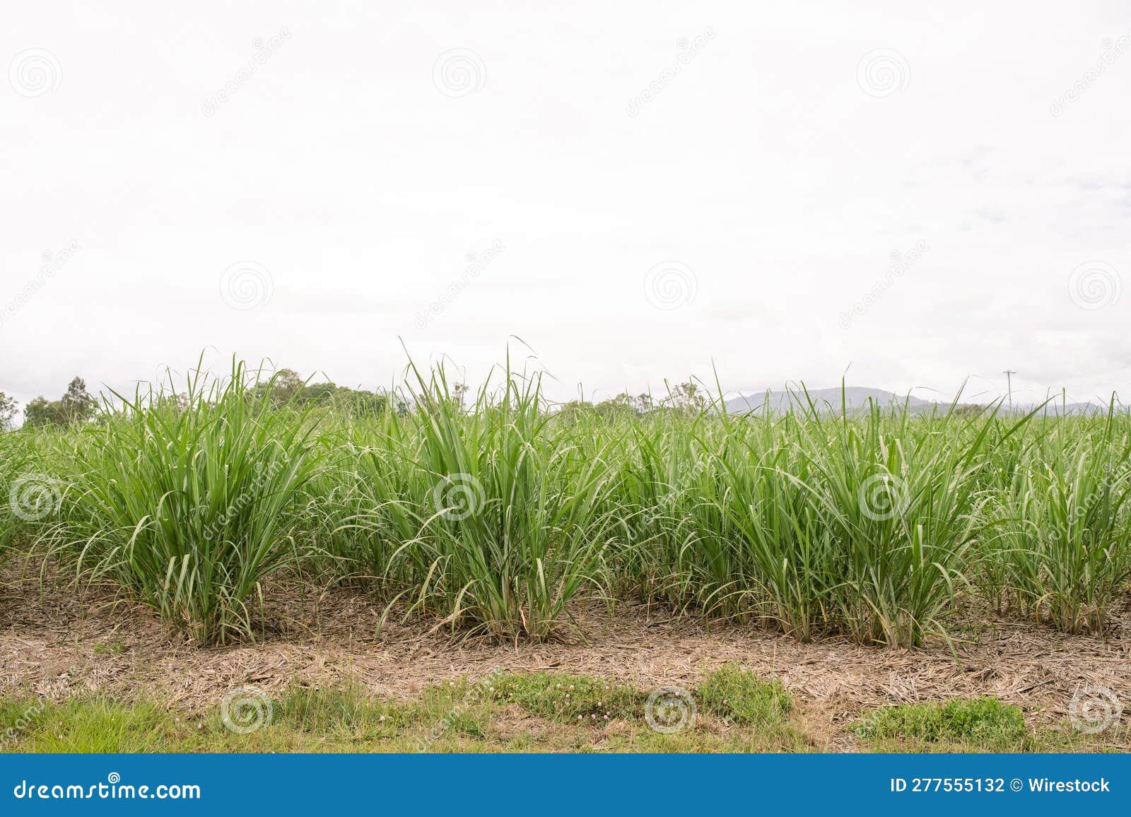 Lush and Vibrant Cane Field in Australia Stock Photo - Image of vibrant ...