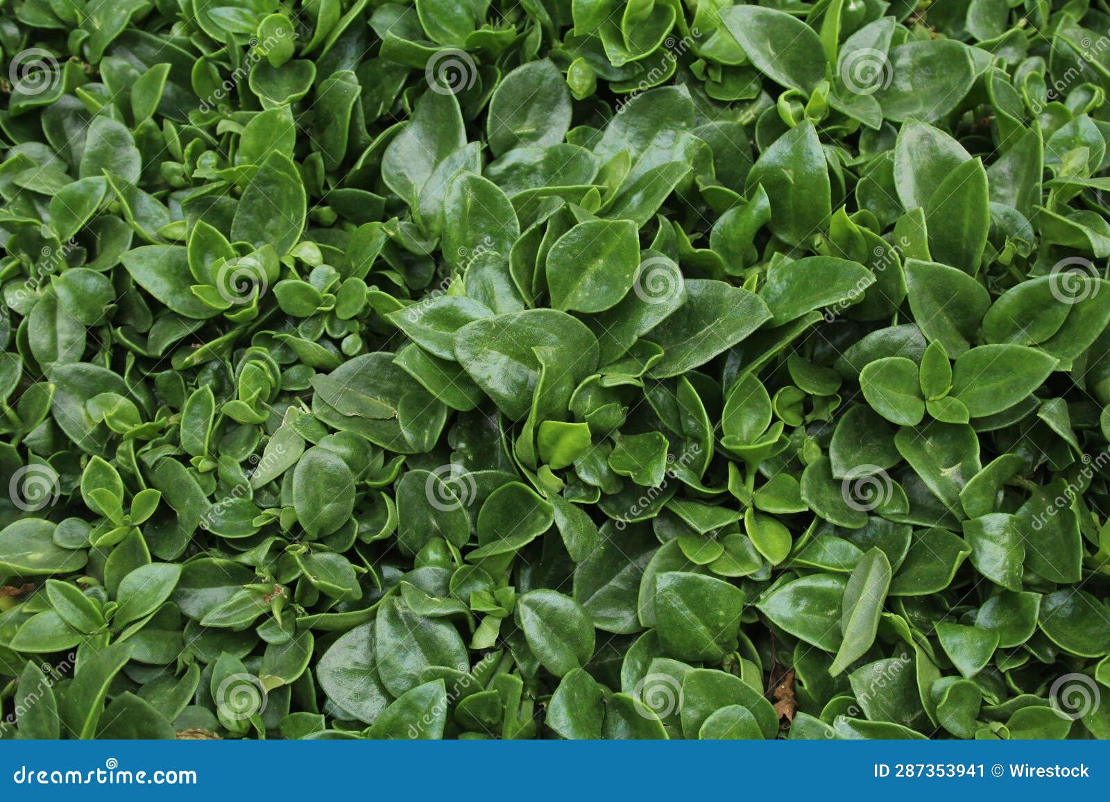 Lush and Vibrant Green Background Featuring an Abundance of Leaves ... Lush and Vibrant Green Background Featuring an Abundance of Leaves ...