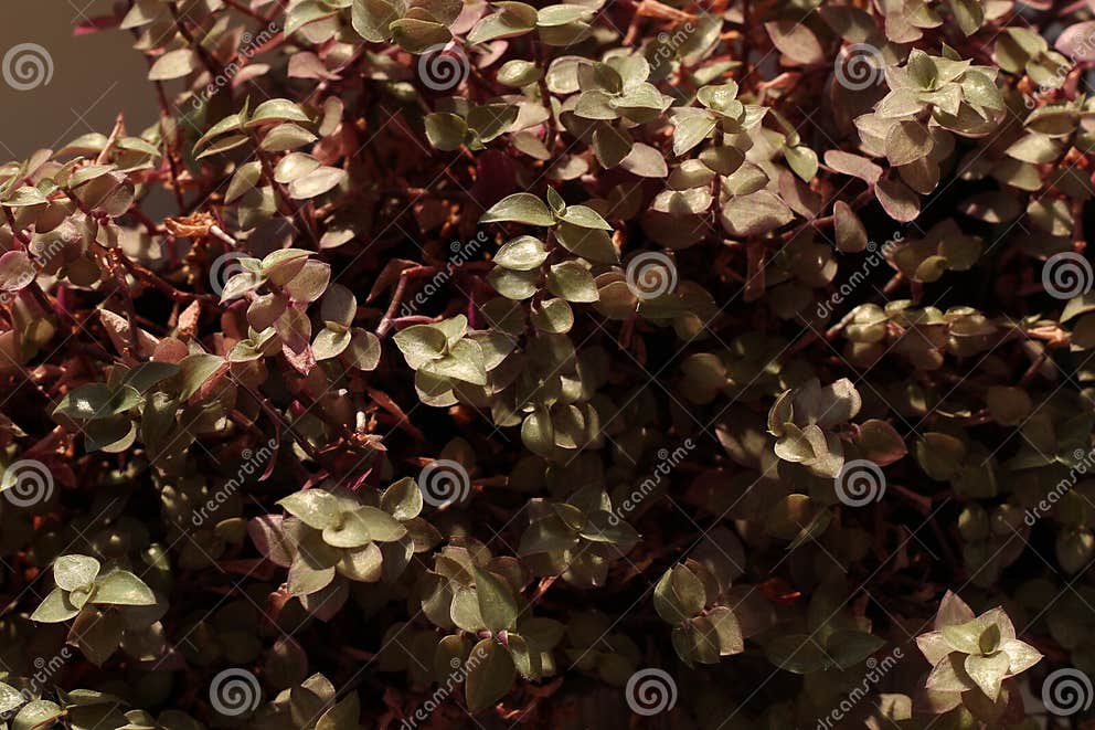 Lush, Vibrant Greenery Featuring Unique Leaf Patterns and Extraordinary ...