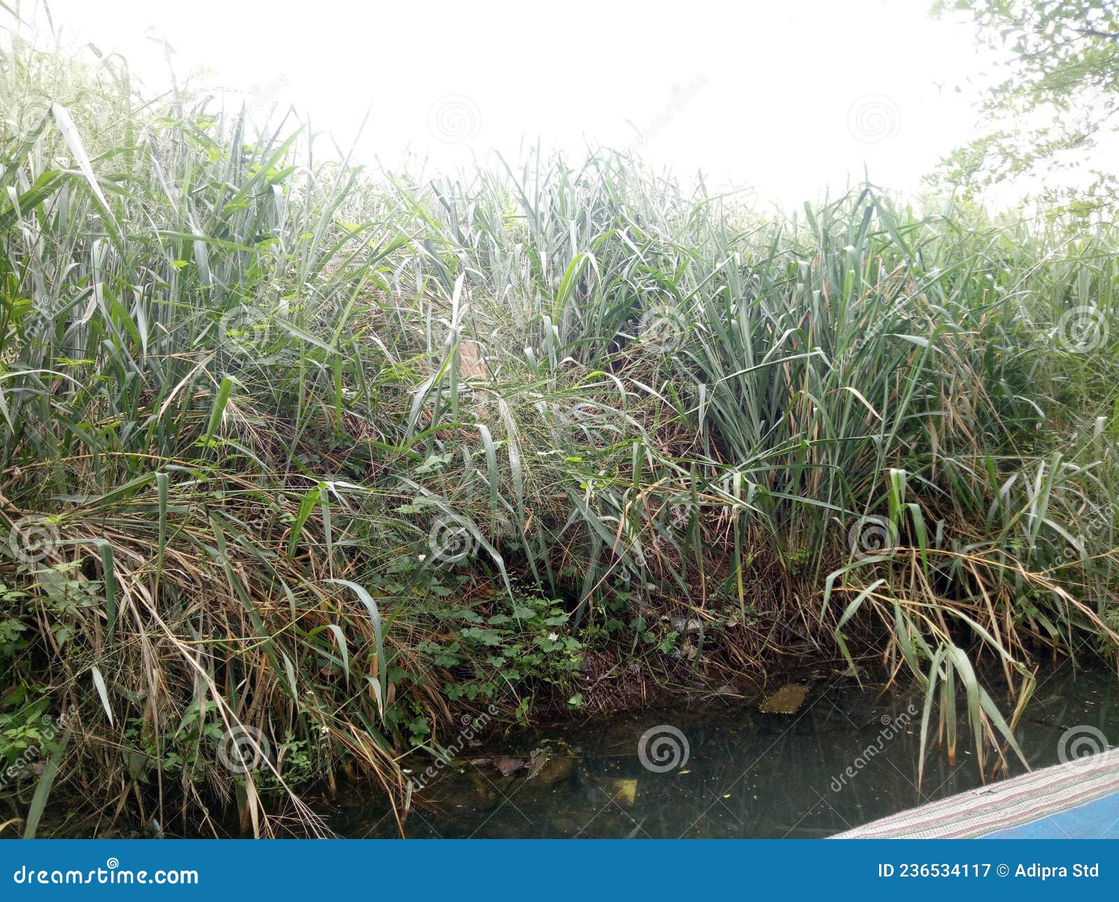 Lush Weeds on the Edge of the Swamp Stock Image - Image of head ...