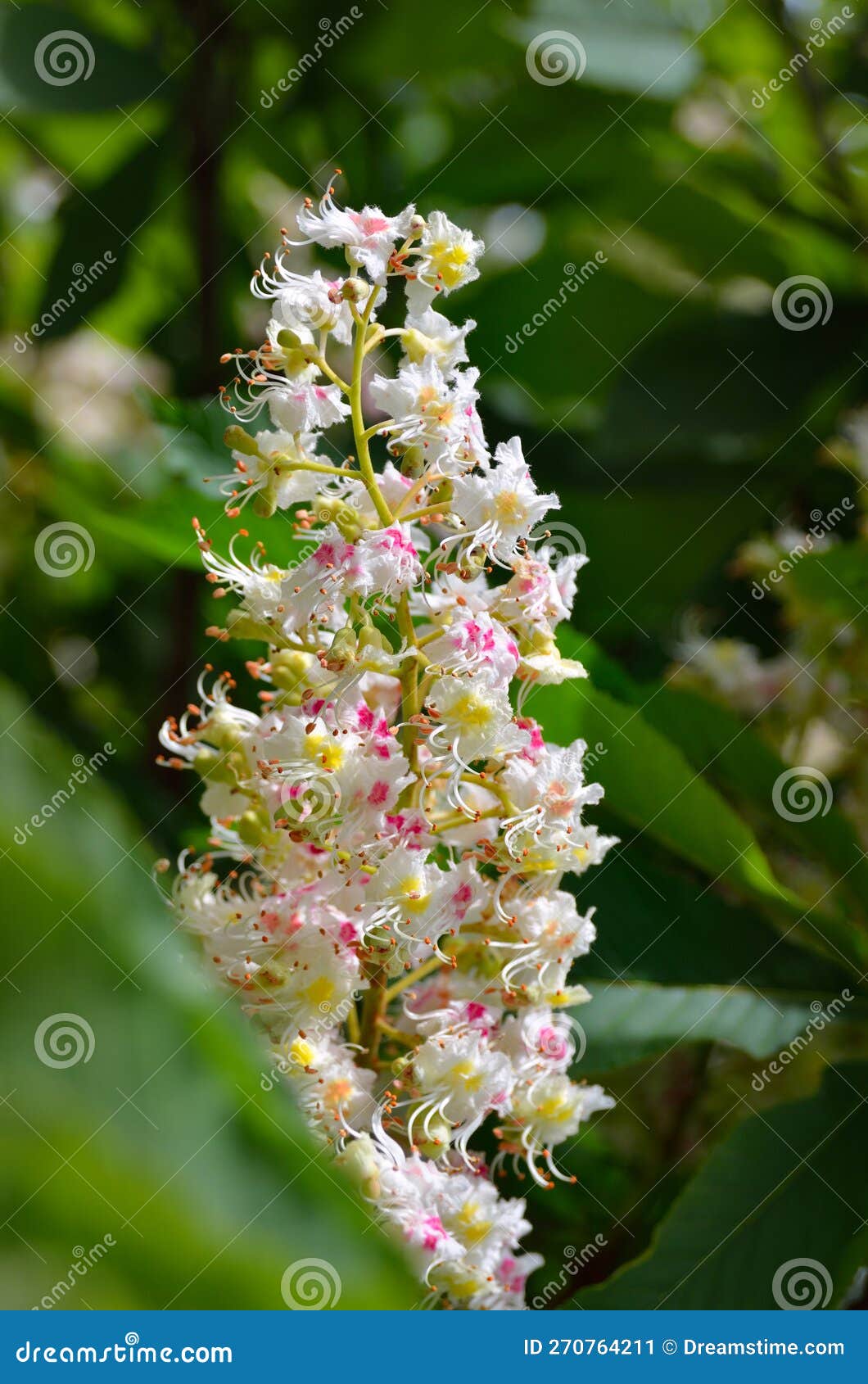 Lush White Chestnut Flowers among Green Leaves on Branches Stock Image ...